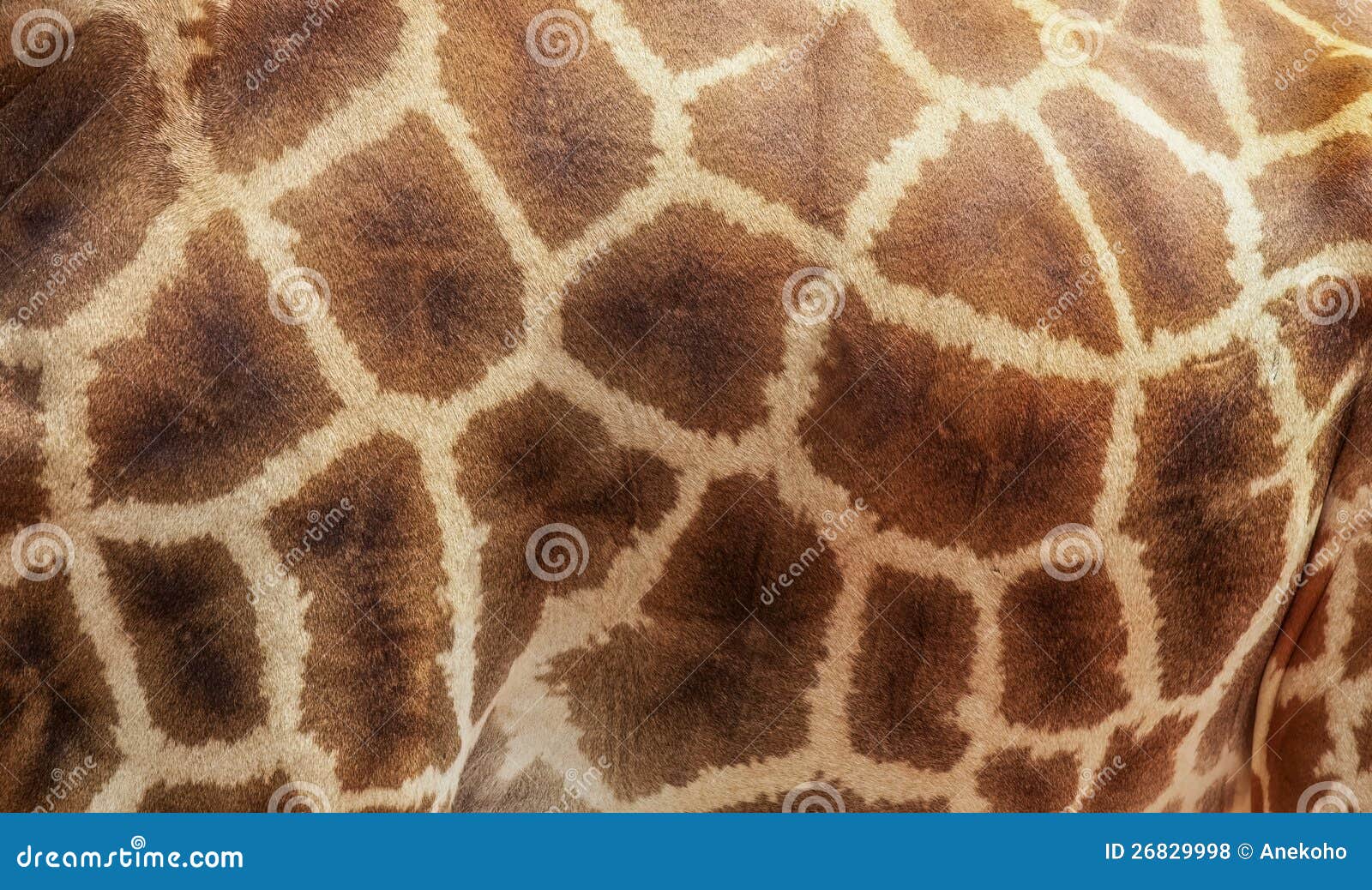 Giraffe Skin Pattern, Shape, Texture. Royalty-Free Stock Image ...
