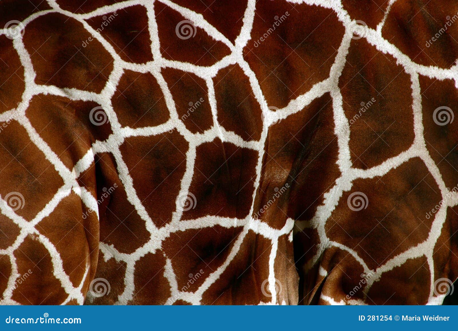 Giraffe skin stock photo. Image of giraffe, coat, stripes - 281254