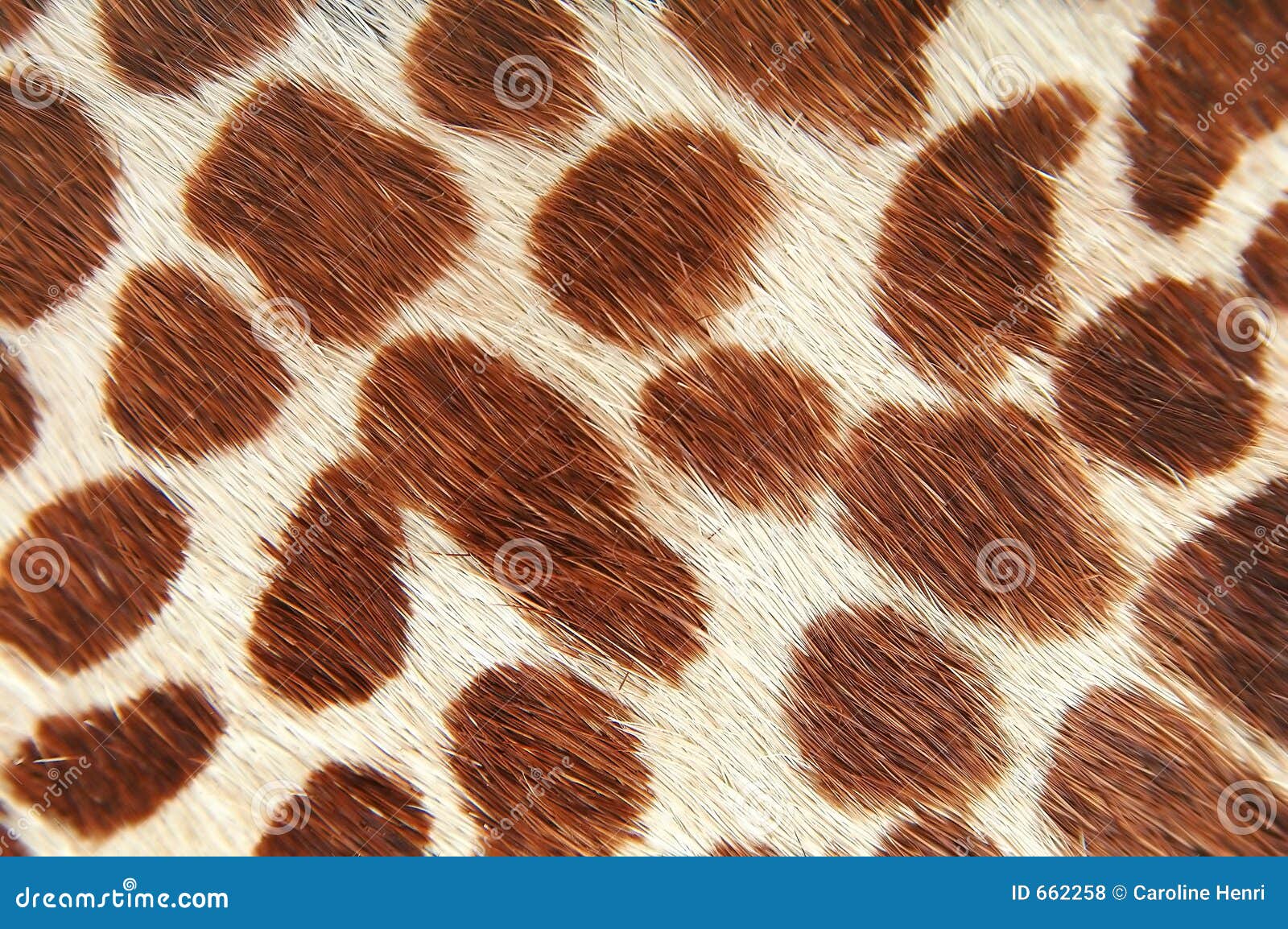 Giraffe Skin Pattern, Shape, Texture. Royalty-Free Stock Image ...