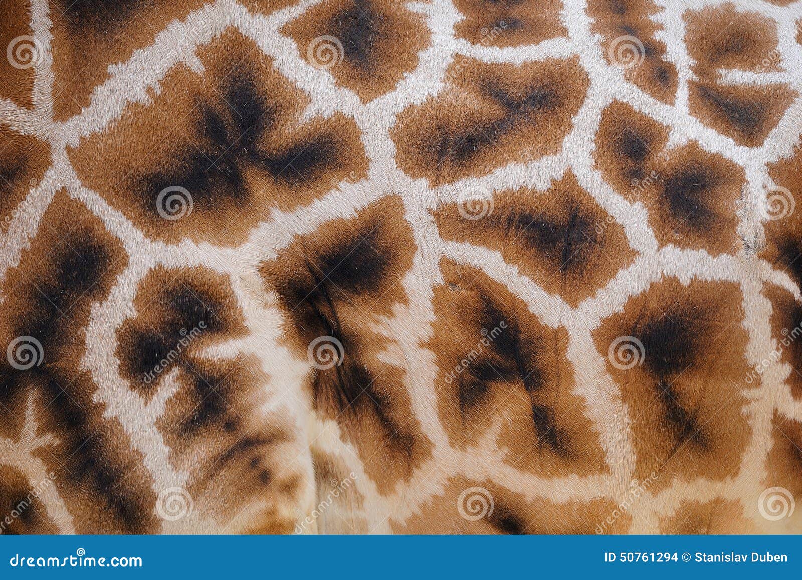 Giraffe skin with pattern stock photo. Image of pattern - 50761294
