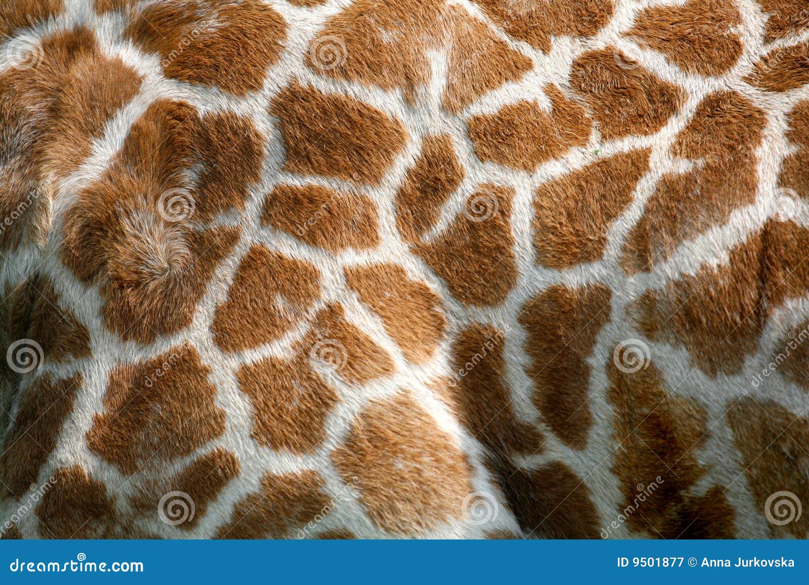 Giraffe skin texture stock image. Image of abstract, orange - 9501877