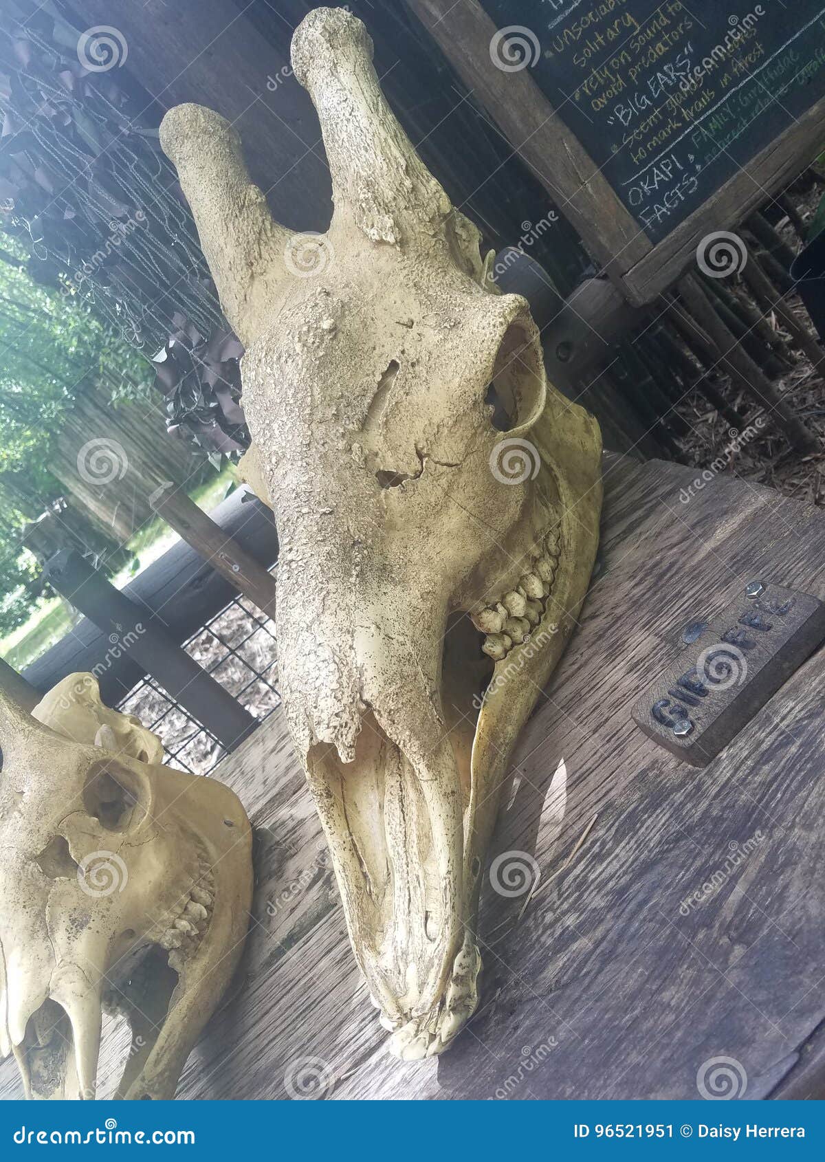 Giraffe skull stock image. Image of skull, bone, nature - 96521951