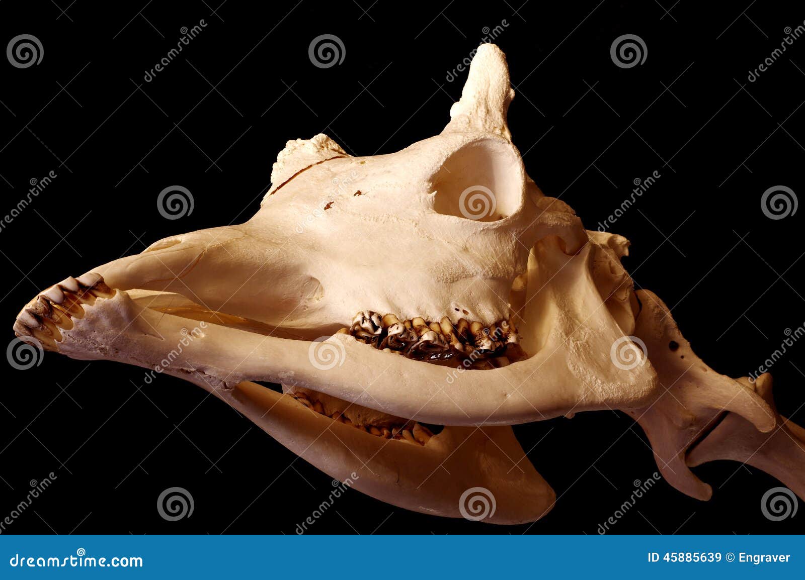Giraffe skull stock image. Image of exhibit, bones, zoology - 45885639