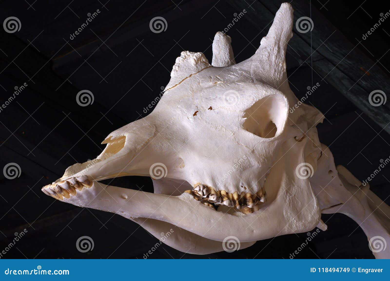 Giraffe skull stock image. Image of reserve, neck, nature - 118494749
