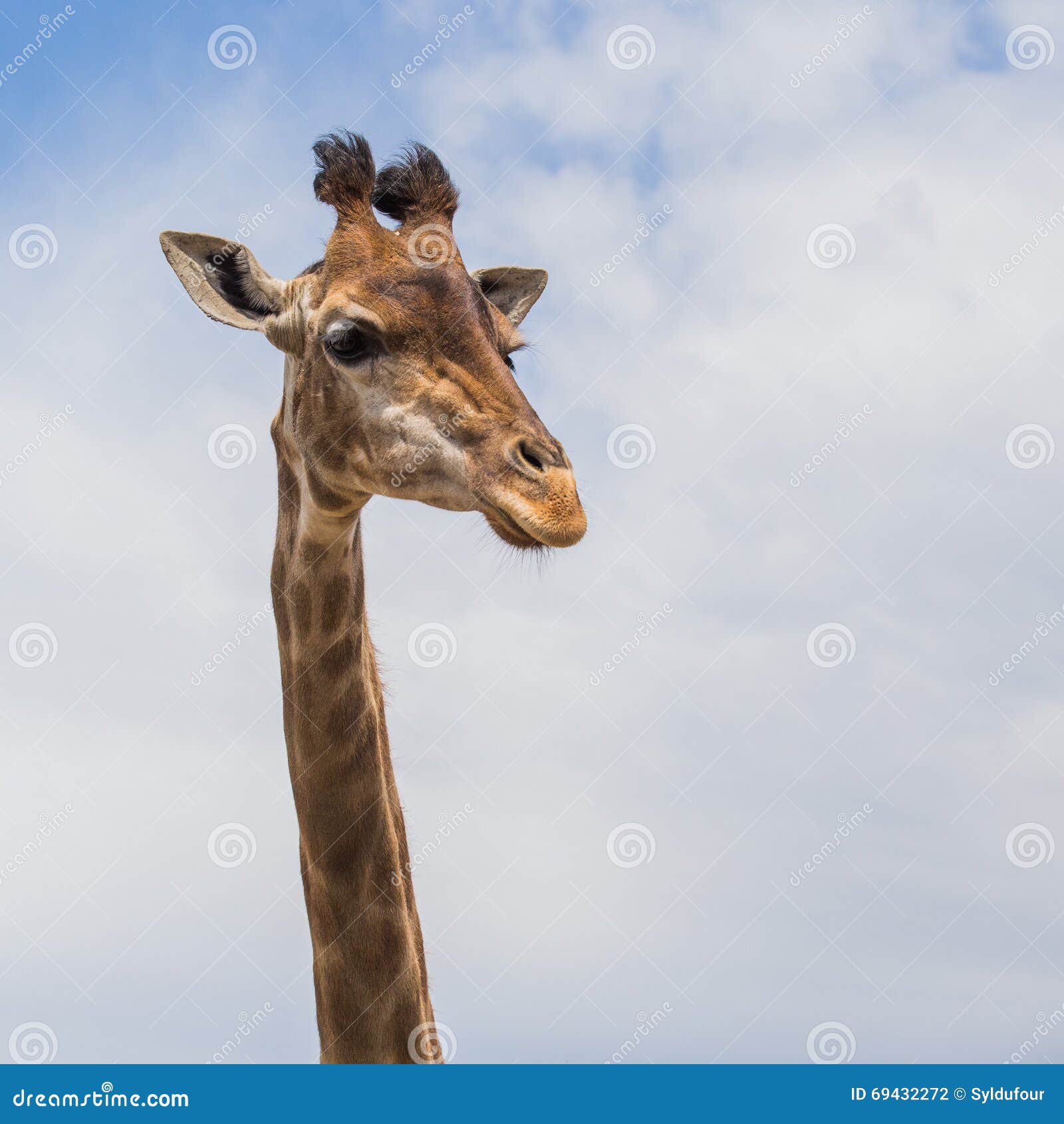 Giraffe on sky with clouds stock photo. Image of mnimalism - 69432272
