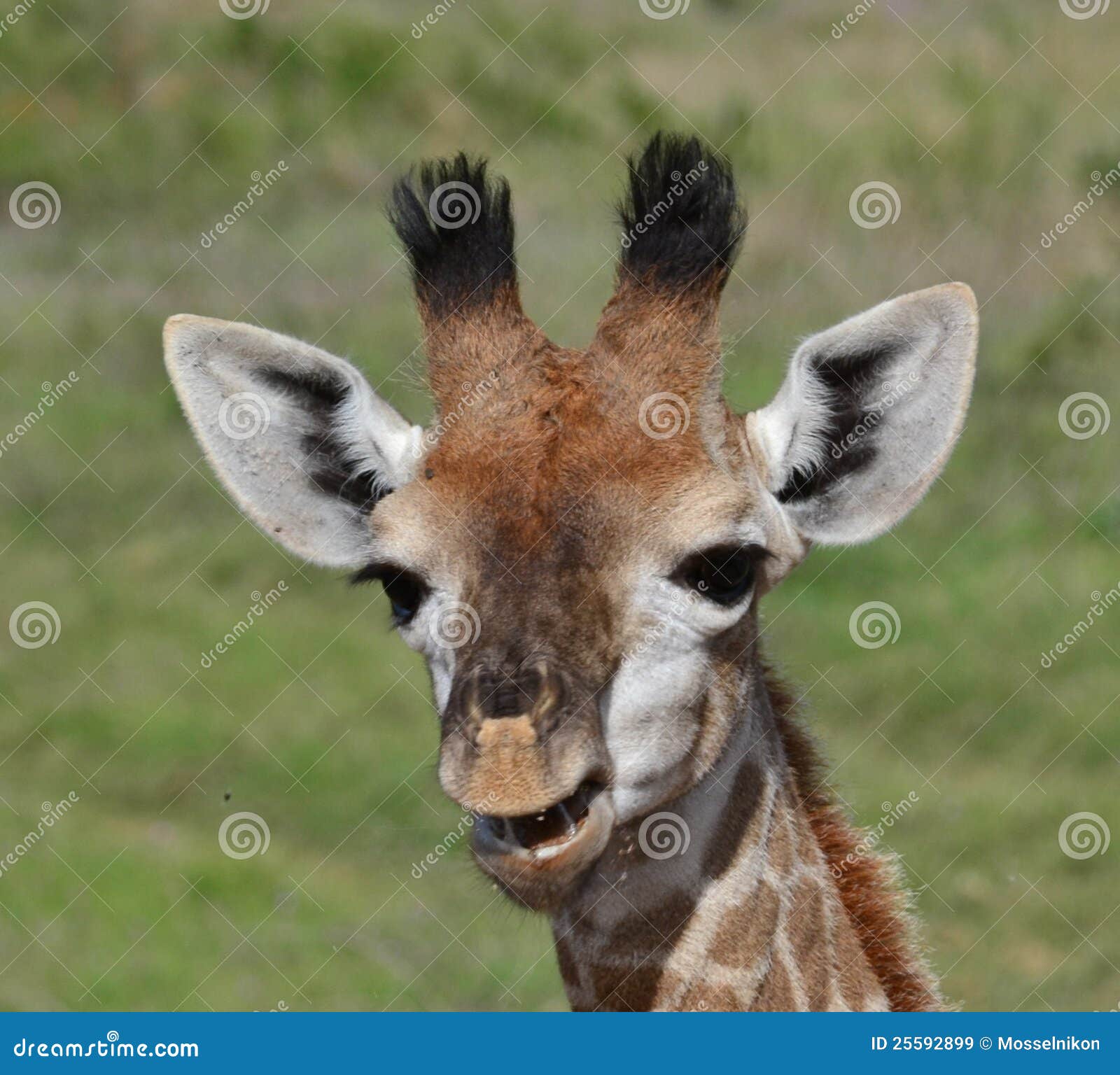 Giraffe smile stock image. Image of nature, camelopardalis - 25592899