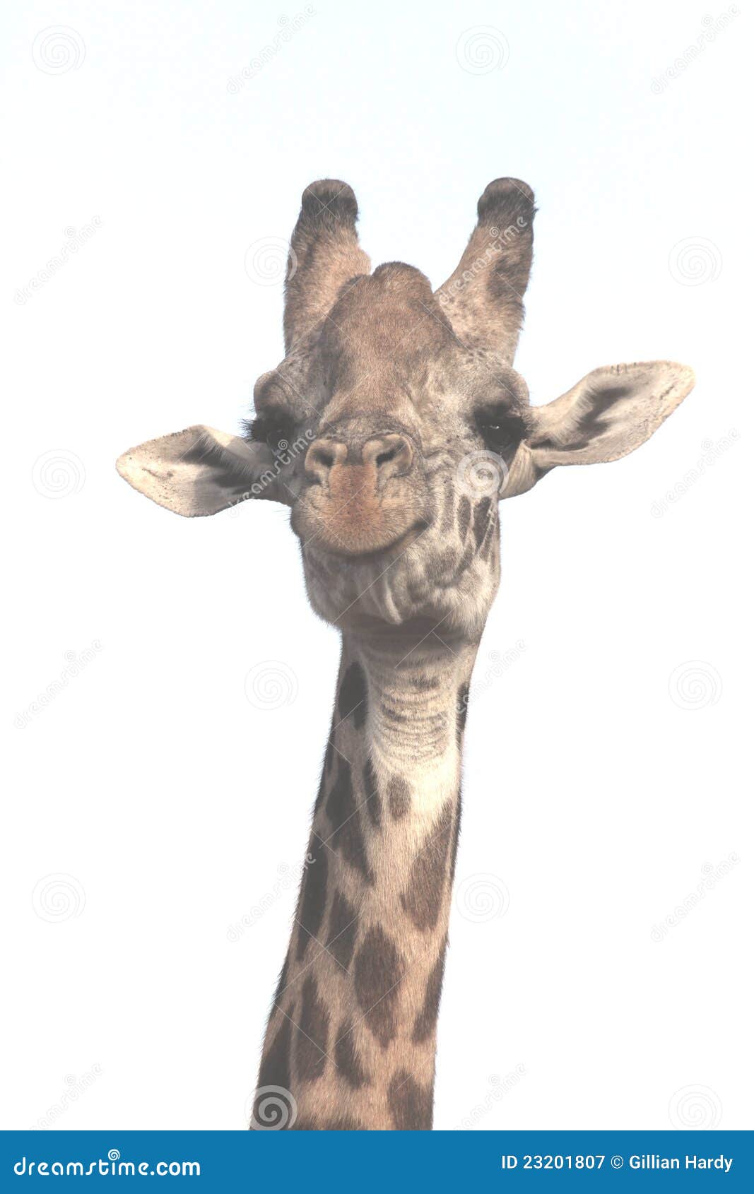 Giraffe Smiling stock image. Image of outdoors, mammal - 23201807