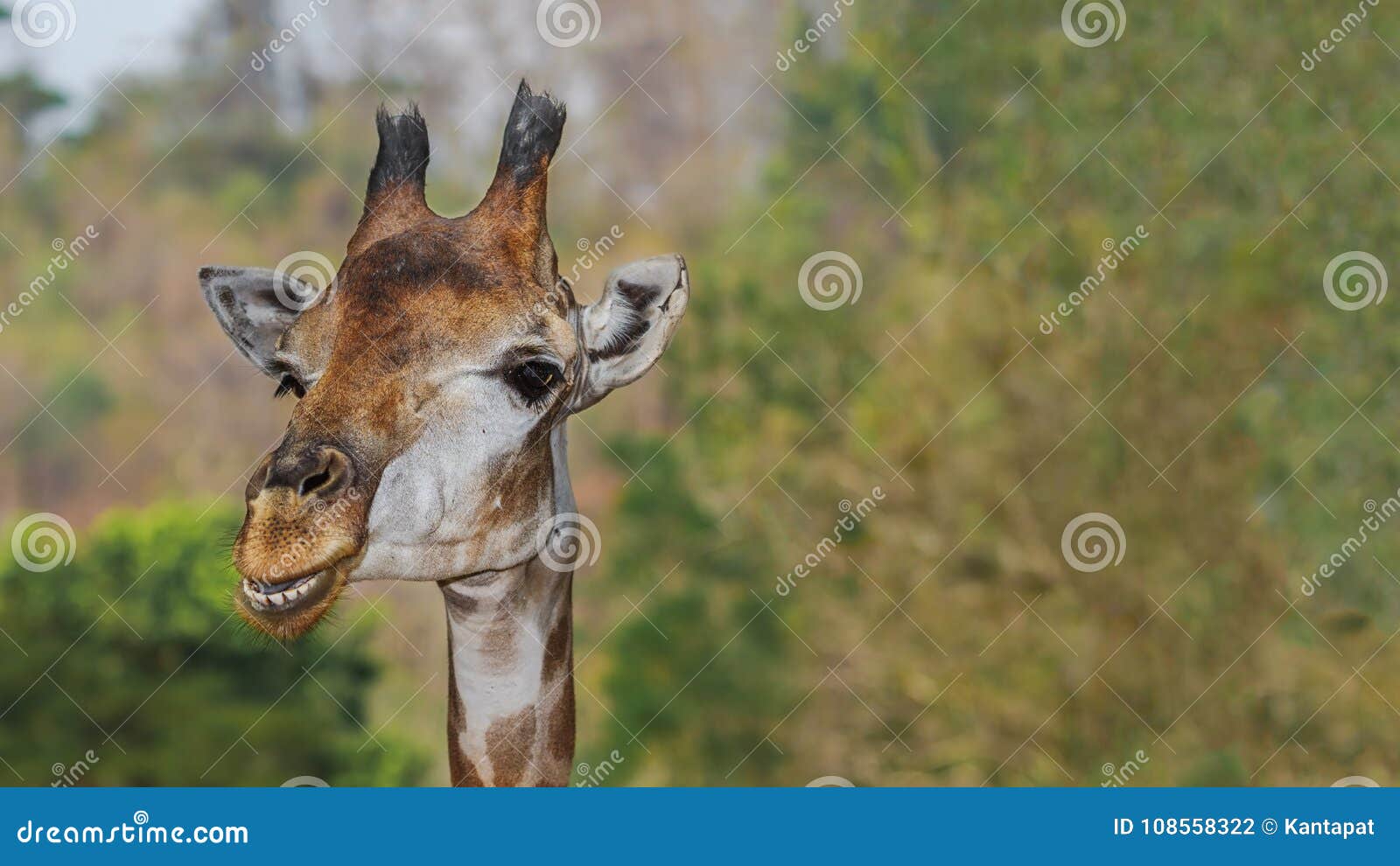 Giraffe Smiling Face on Clear Background with Plenty of Copy Spa Stock ...