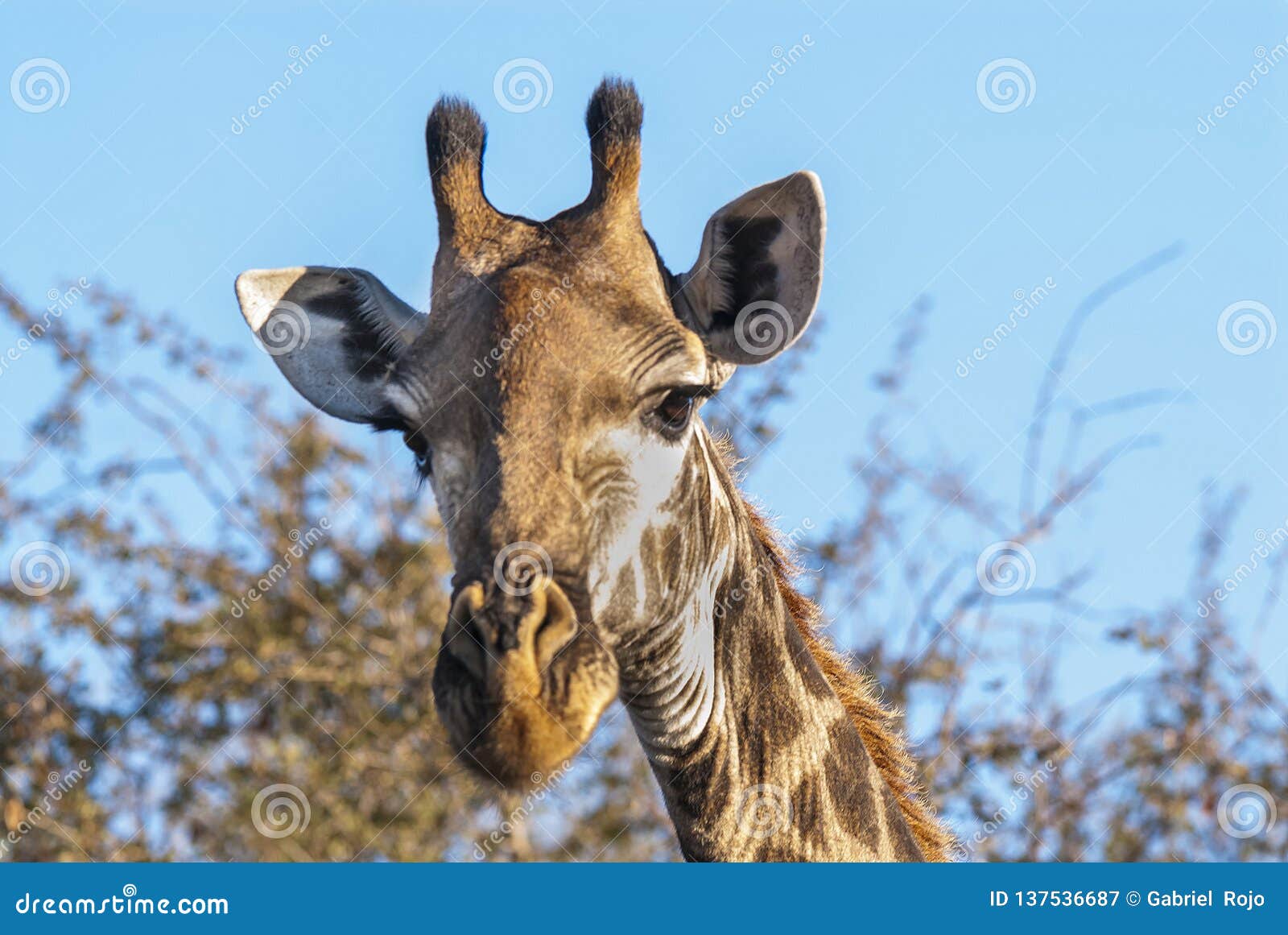 Giraffe South Africa stock image. Image of kwazulunatal - 137536687 Giraffe South Africa stock image. Image of kwazulunatal - 137536687