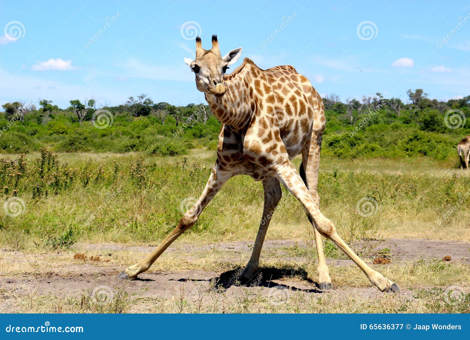 Giraffe Split Drinking Namibia Etosha Stock Image | CartoonDealer.com ...