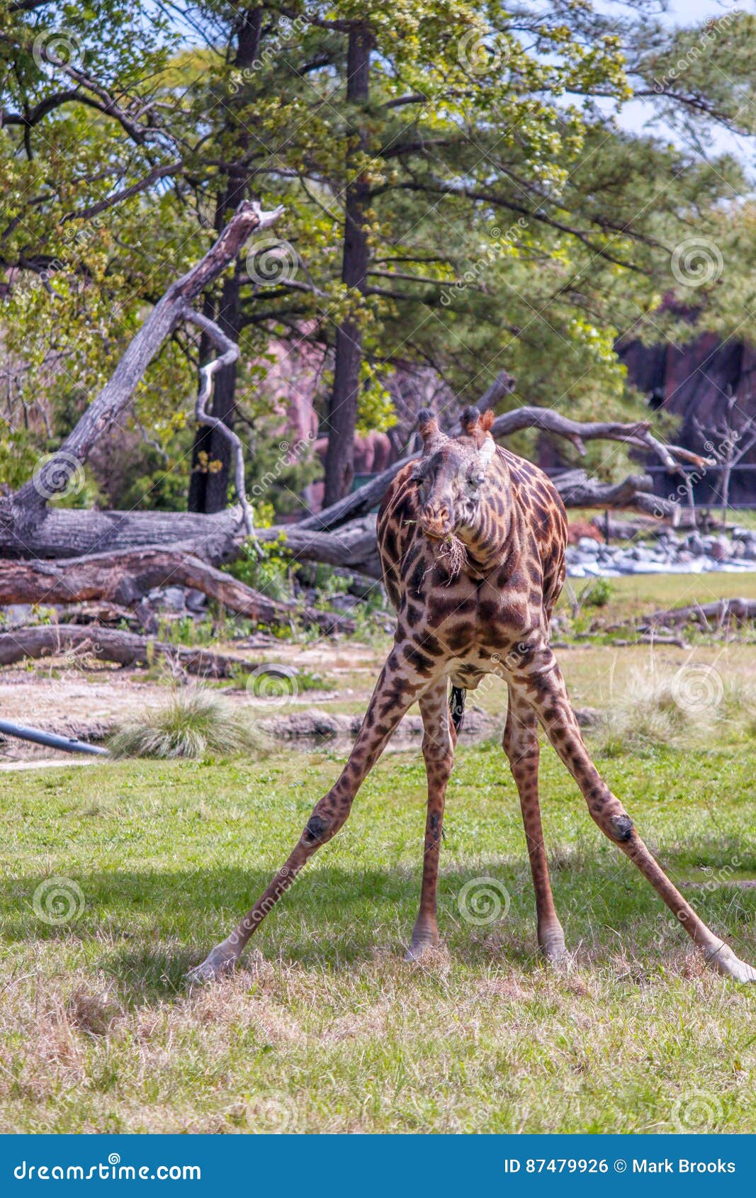 Giraffe Split Drinking Namibia Etosha Stock Image | CartoonDealer.com ...