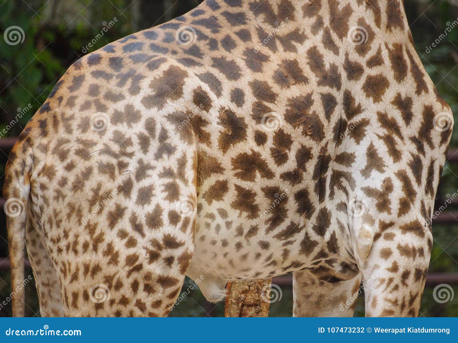 Giraffe spot pattern stock photo. Image of mammal, wildlife - 107473232