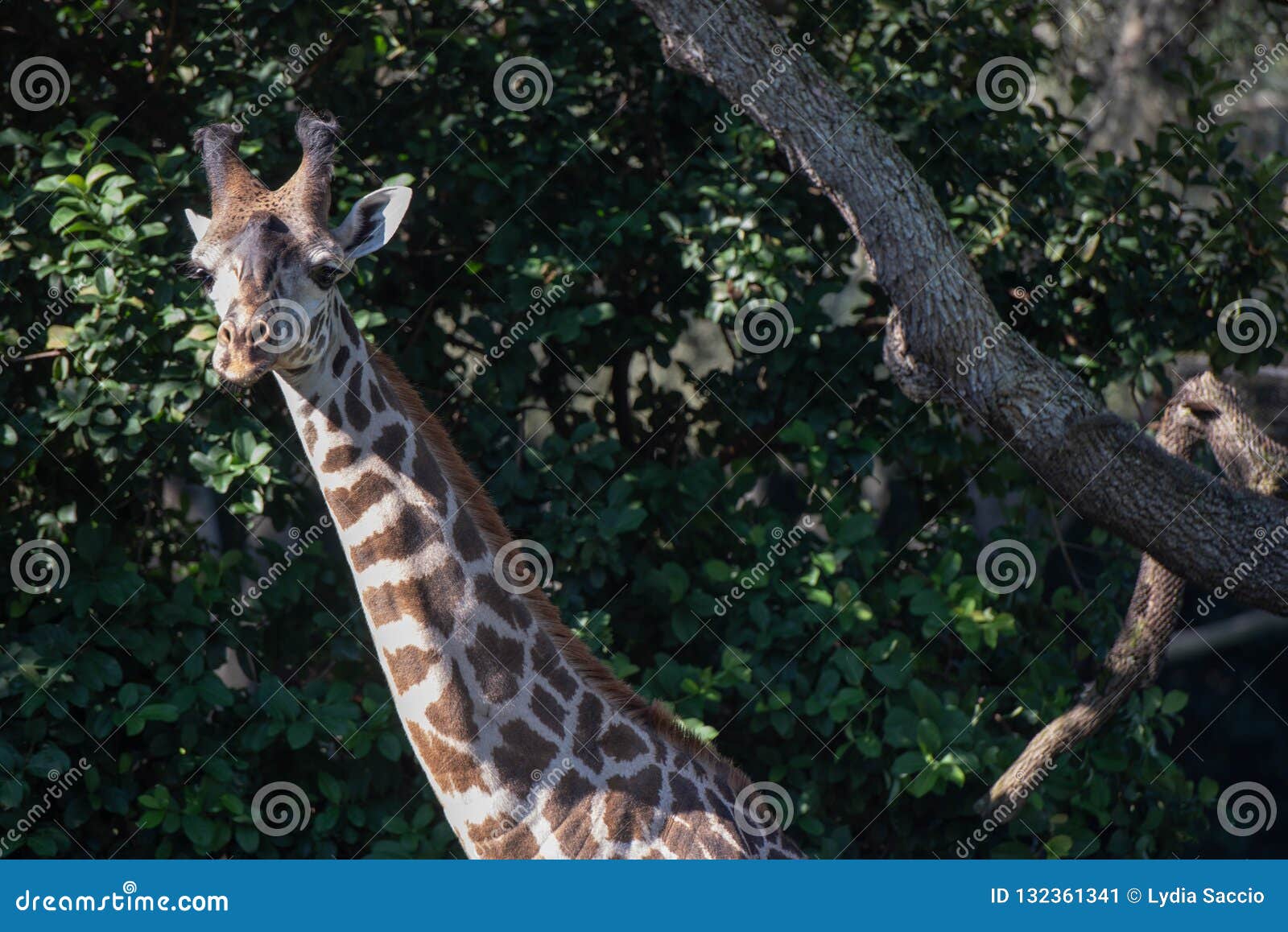 Giraffe in the spotlight stock image. Image of nature - 132361341