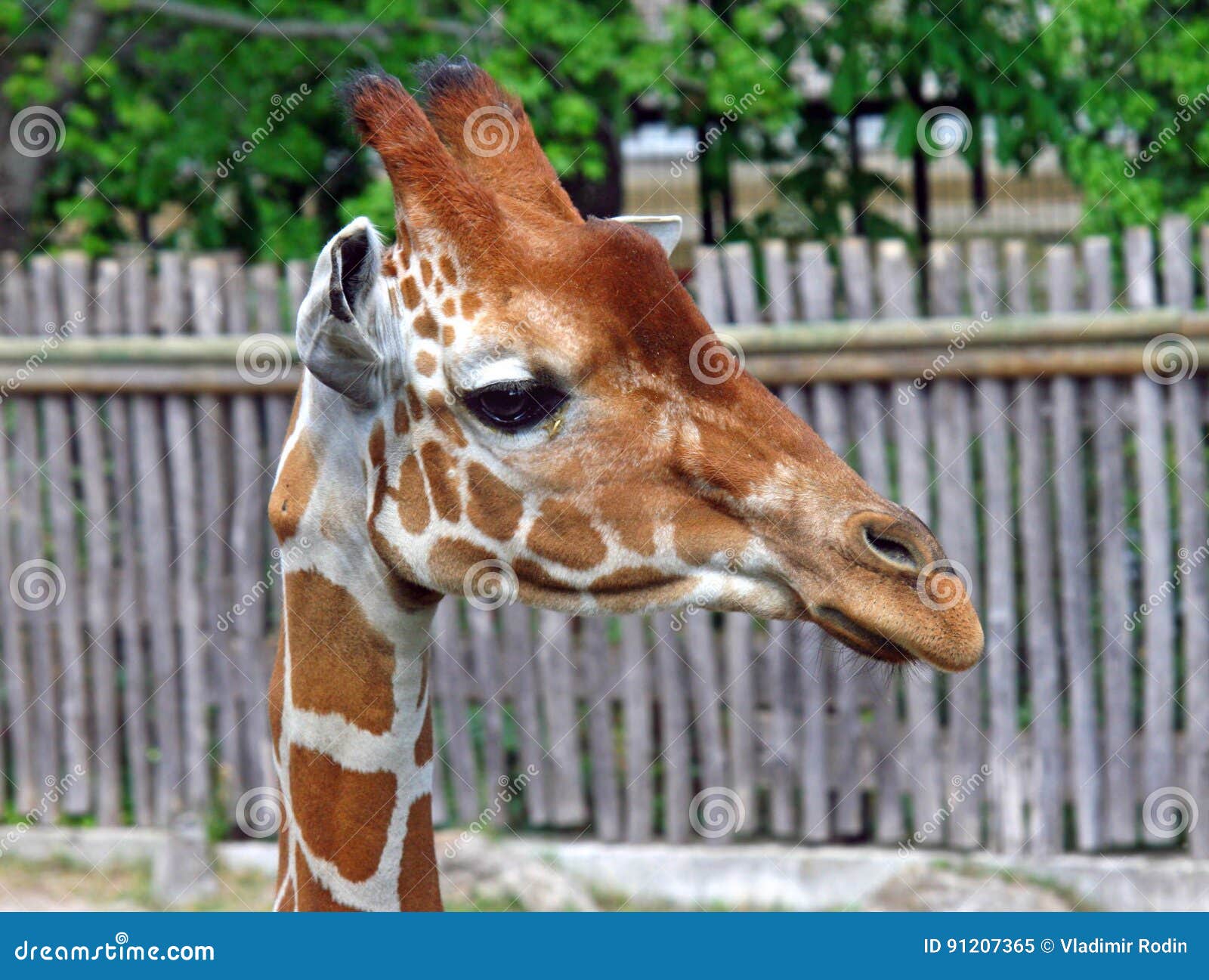 Giraffe spotted stock image. Image of nostrils, colour - 91207365