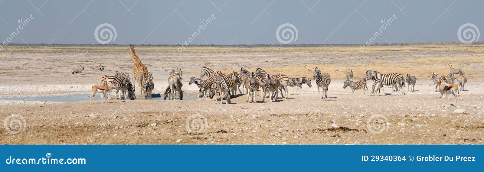 Giraffe, Springbok, Oryx and Zebras Stock Photo - Image of burchellii ...