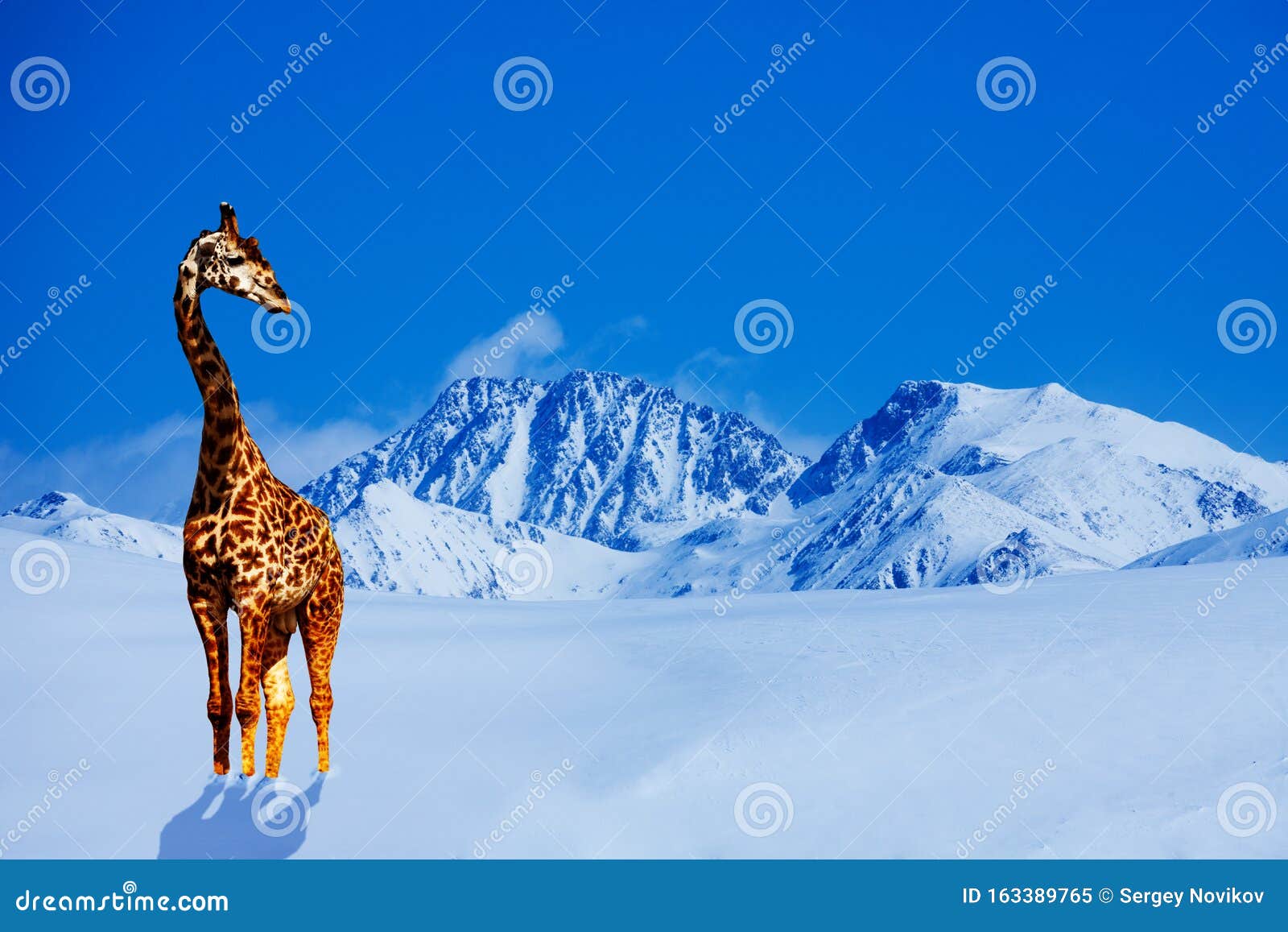 Giraffe Stand in Cold Snow Winter Mountain Range Stock Image - Image of ...