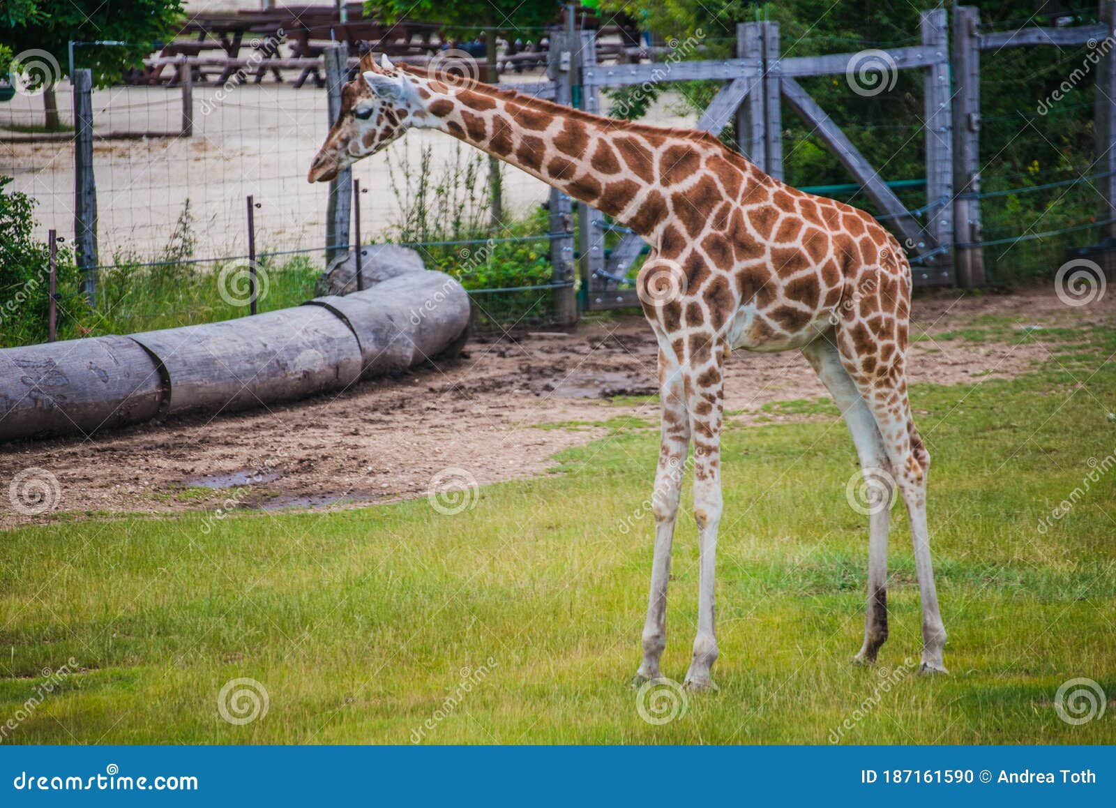 The Giraffe Stand on the Grass Stock Photo - Image of neck, african ...