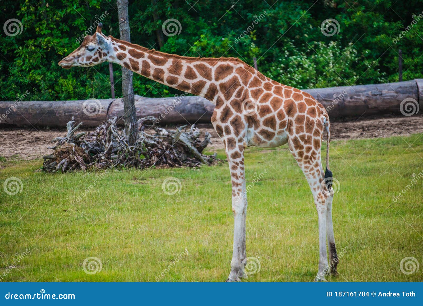 The Giraffe Stand on the Grass Stock Photo - Image of horn, fauna ...
