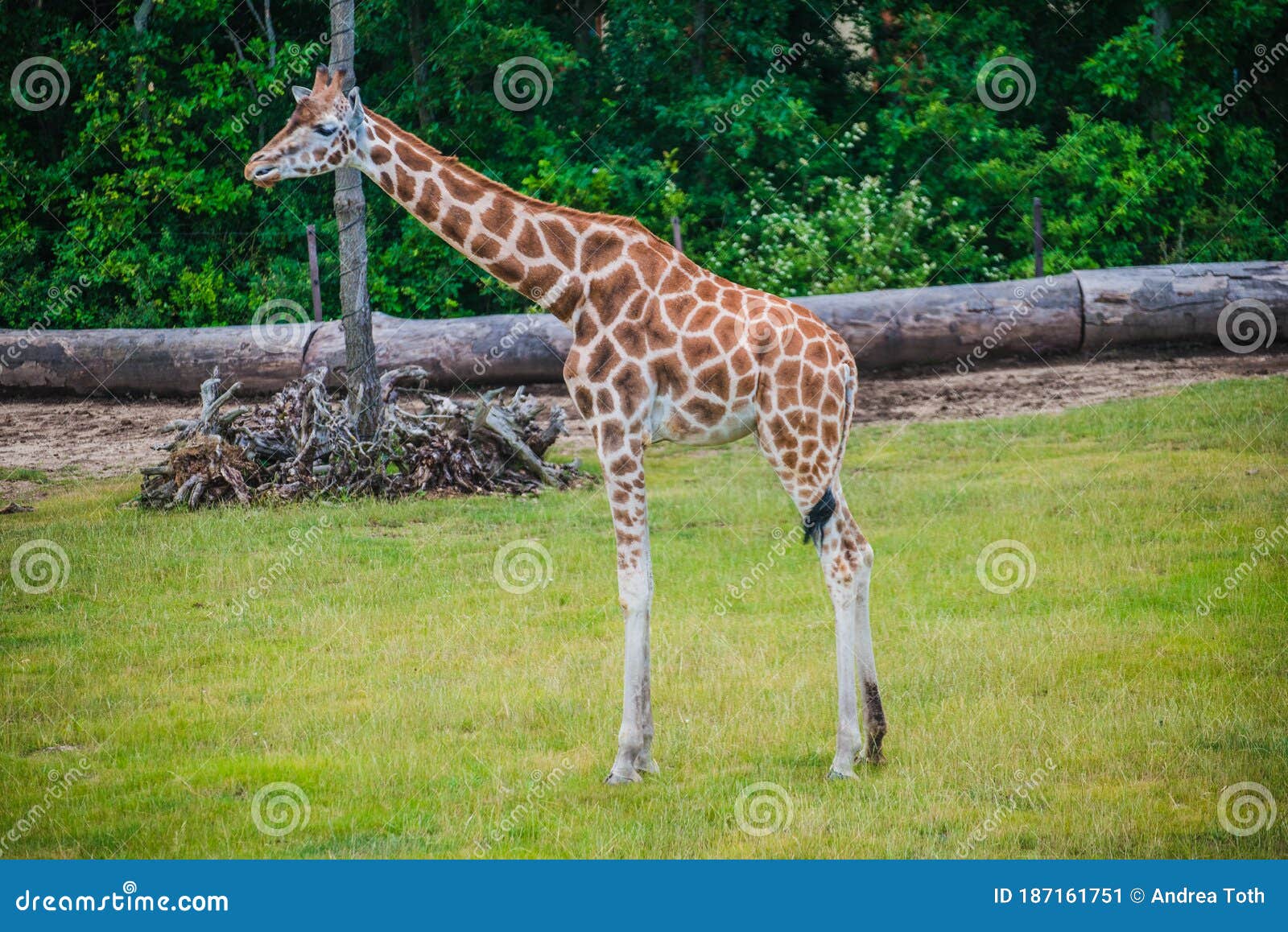 The Giraffe Stand on the Grass Stock Image - Image of head, bush: 187161751