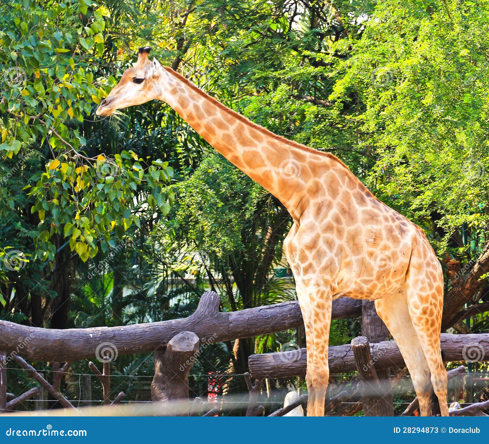 Giraffe standing. stock image. Image of wildlife, green - 28294873