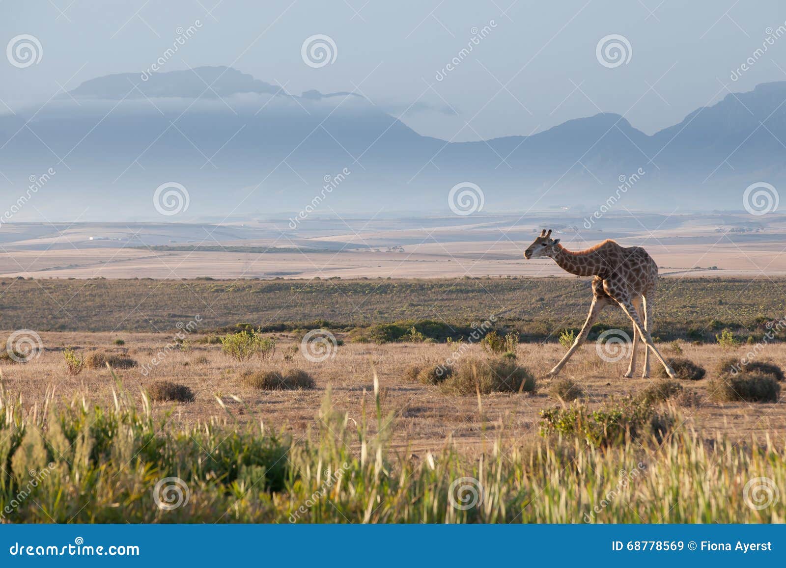 A Giraffe Standing Against a Mountainous Back Drop Stock Image - Image ...