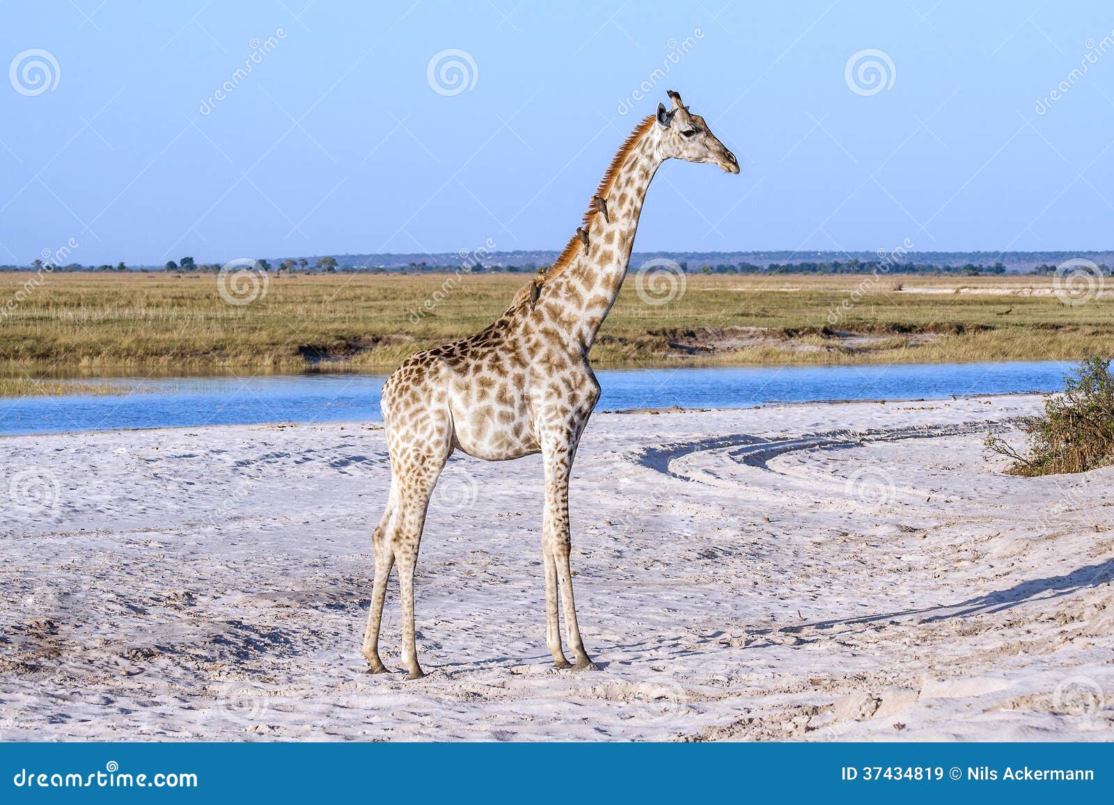 A Giraffe Standing at the Beach in Botswana Stock Image - Image of ...