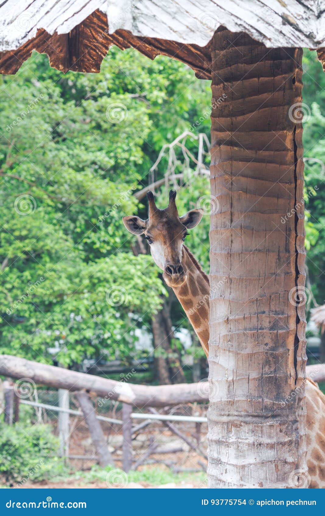 Giraffe Standing Behind the Tree Stock Photo - Image of long, cute ...