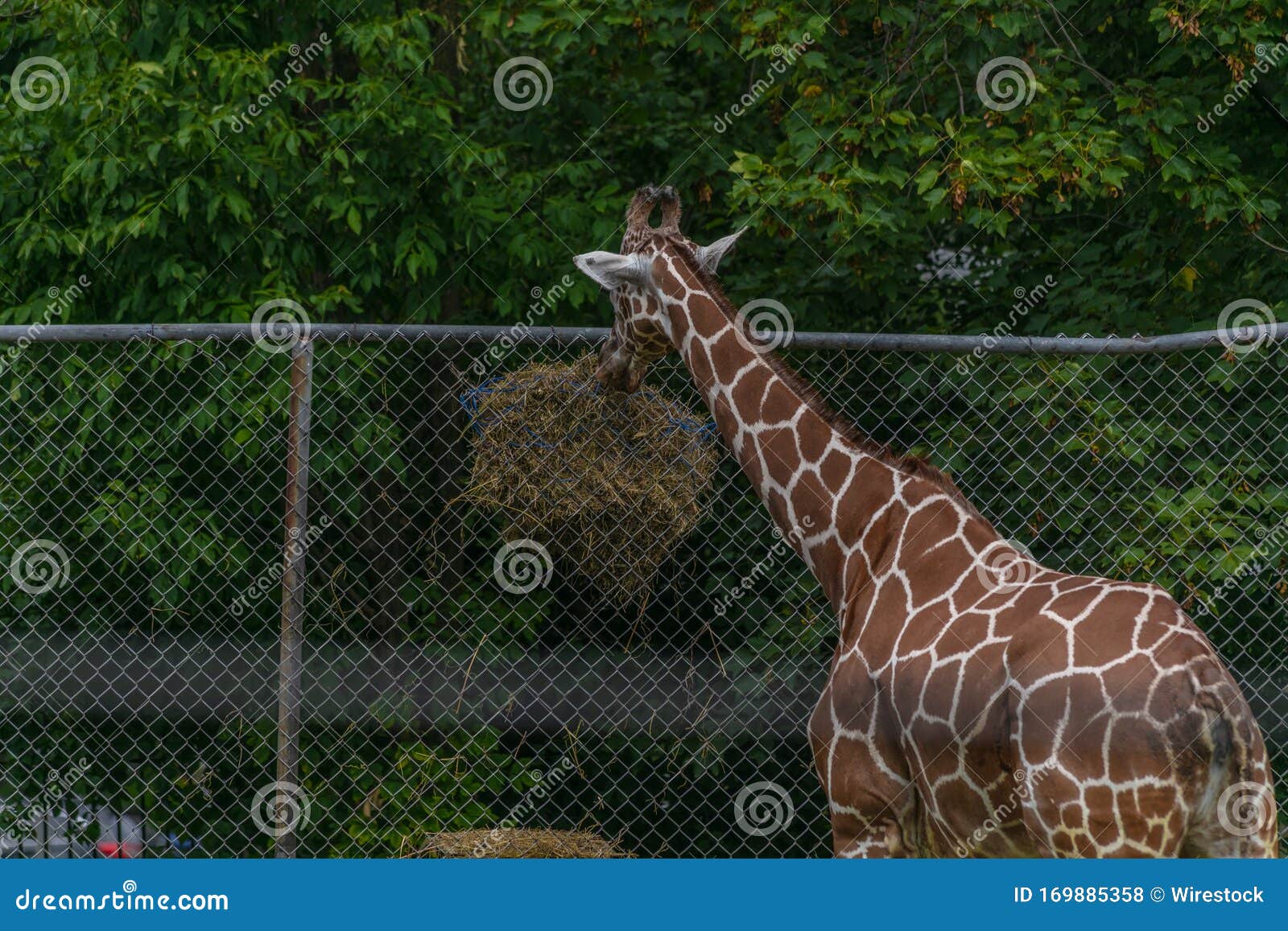 Giraffe Standing on a Field Surrounded by Greenery and Metallic Fences ...
