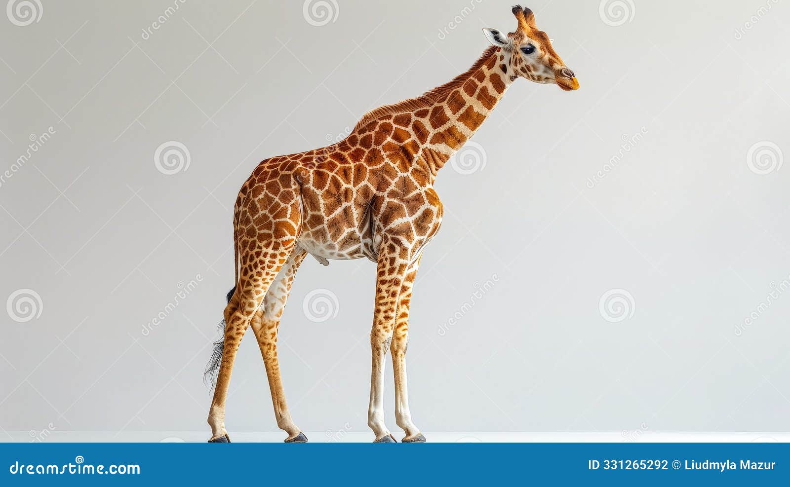 A Giraffe Standing in Front of a White Background. Stock Photo - Image ...