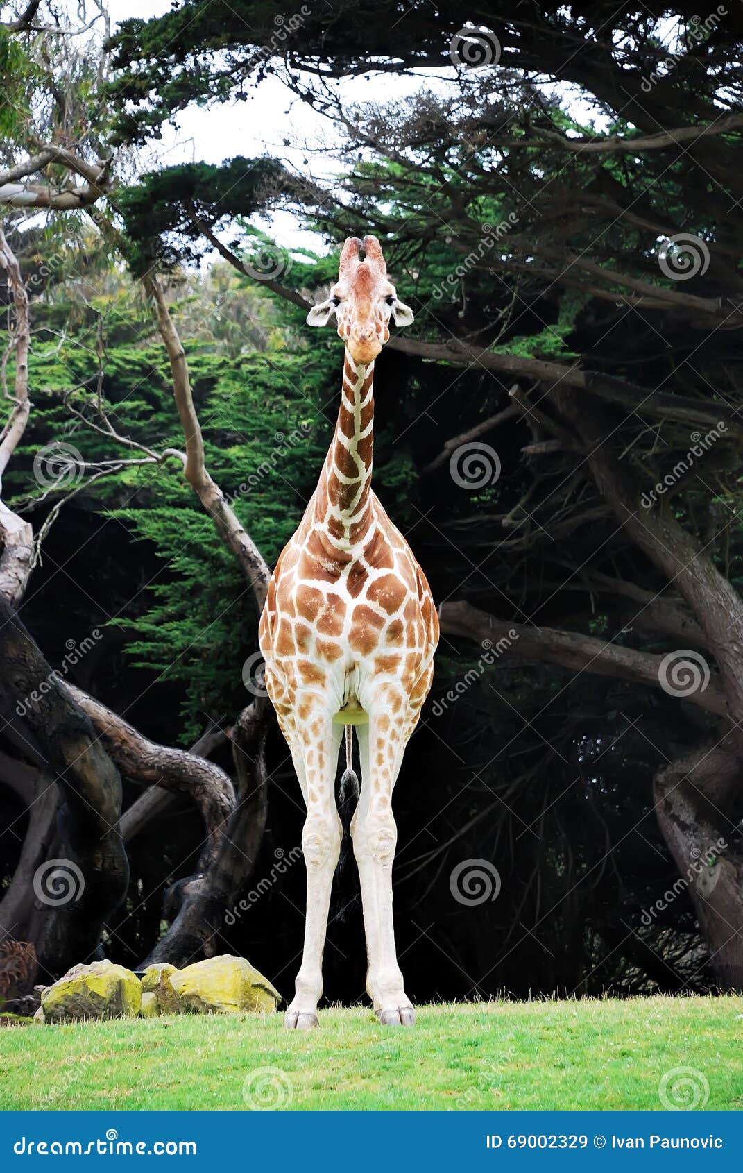 Giraffe Standing stock image. Image of standing, giraffe - 69002329