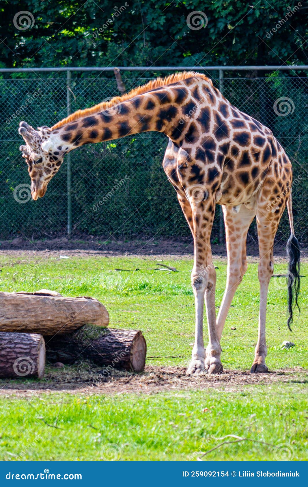 Giraffe Standing on Green Grass Stock Photo - Image of deer, adventure ...