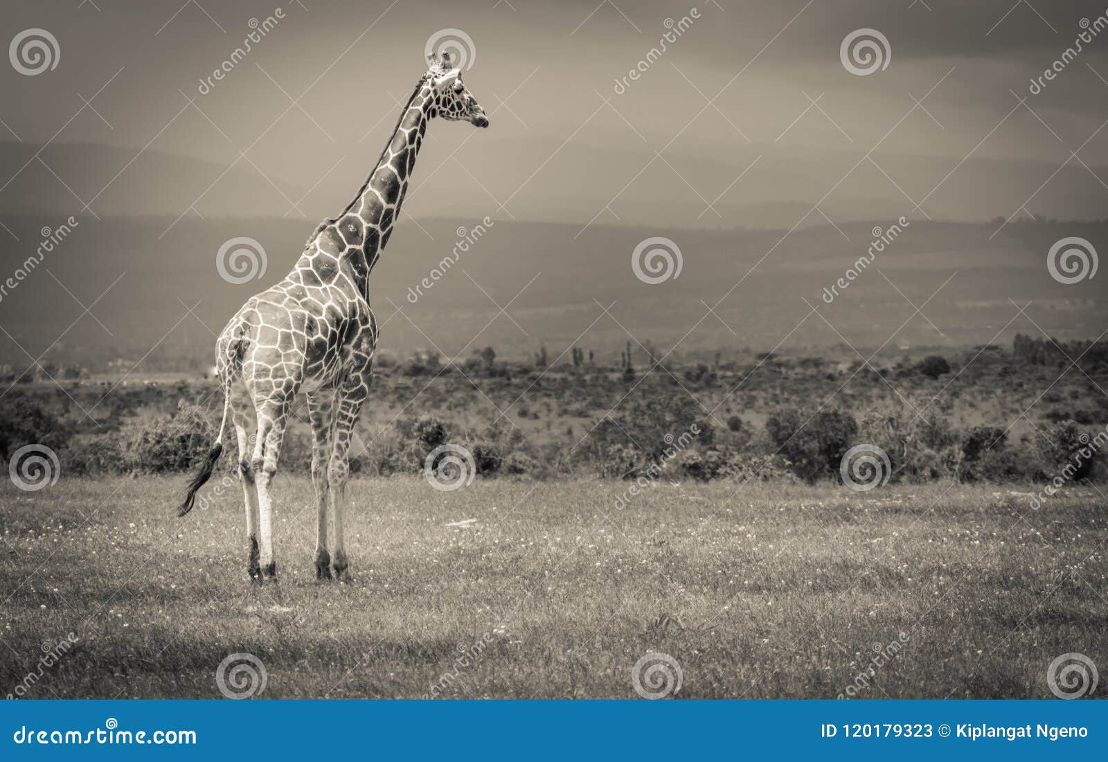 A Giraffe Standing Tall in the Fields Stock Image - Image of outdoors ...