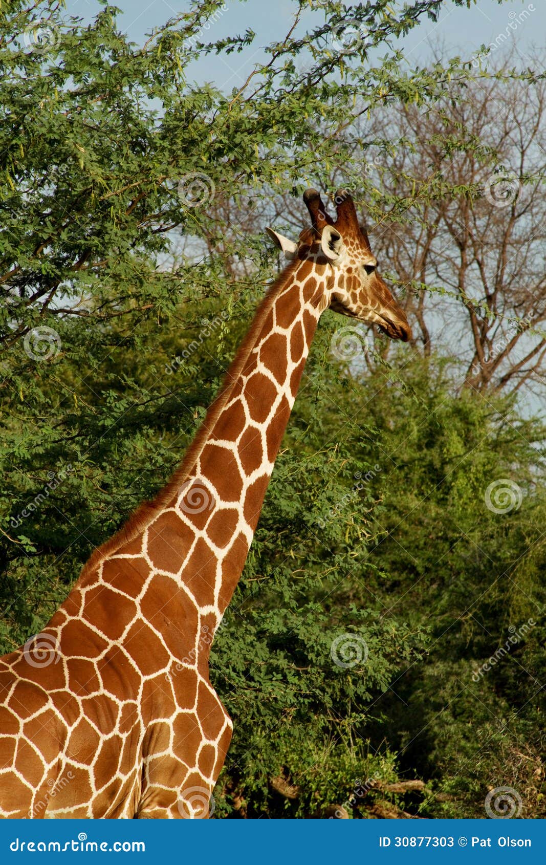 Giraffe stock image. Image of reticulata, savanna, skin - 30877303