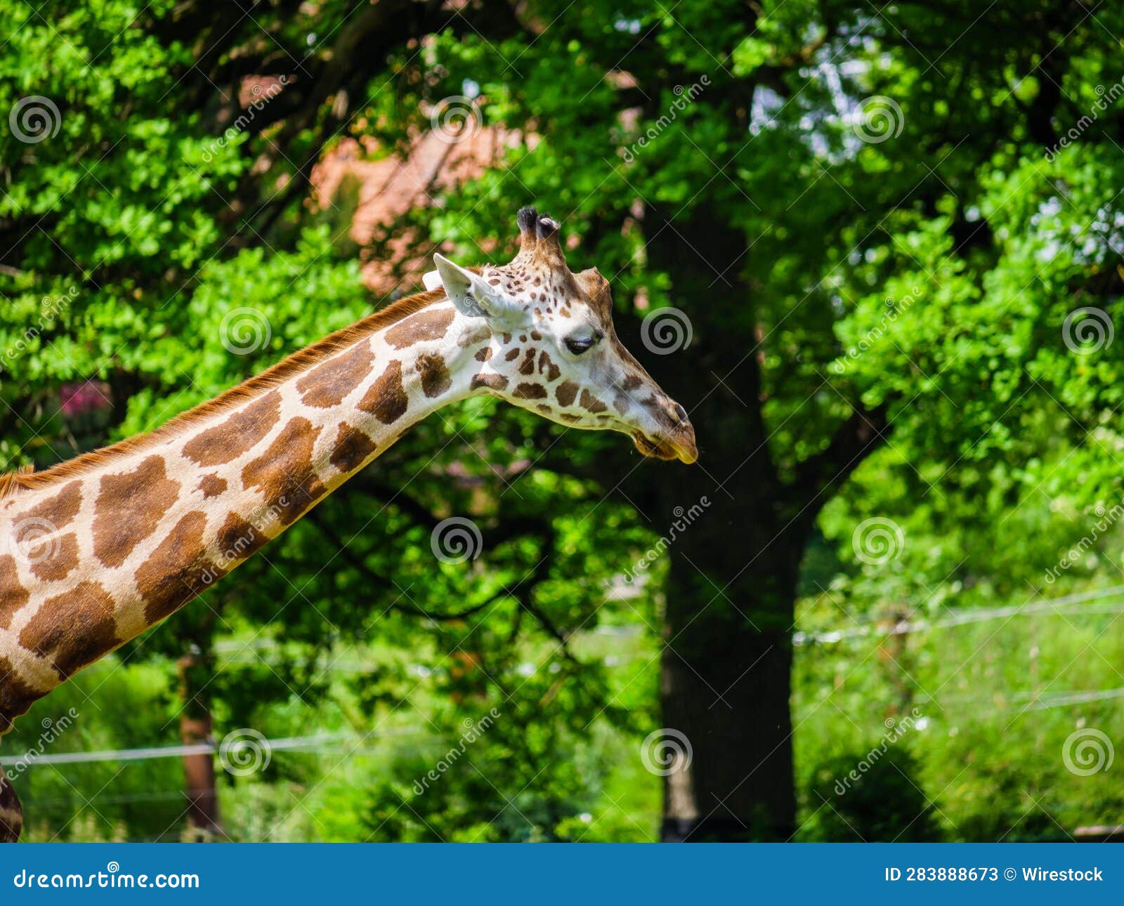 Giraffe Standing Tall in a Vast Expanse of Grass and Trees Stock Image ...