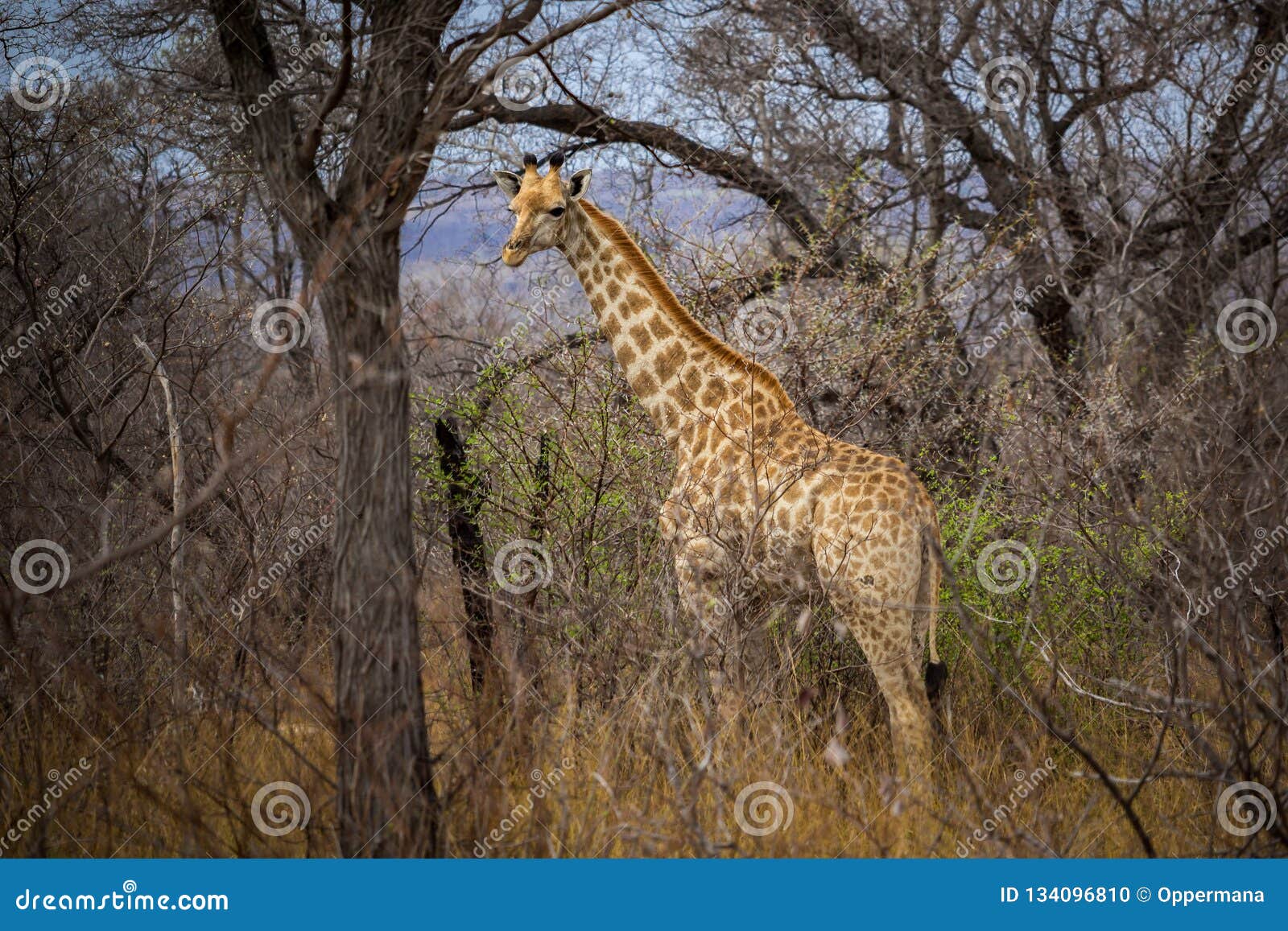 Giraffe Standing between Trees and Tall Grass Stock Photo - Image of ...