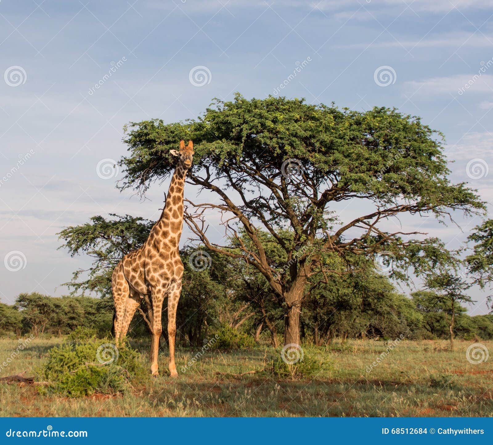 Giraffe standing by tree stock photo. Image of grass - 68512684