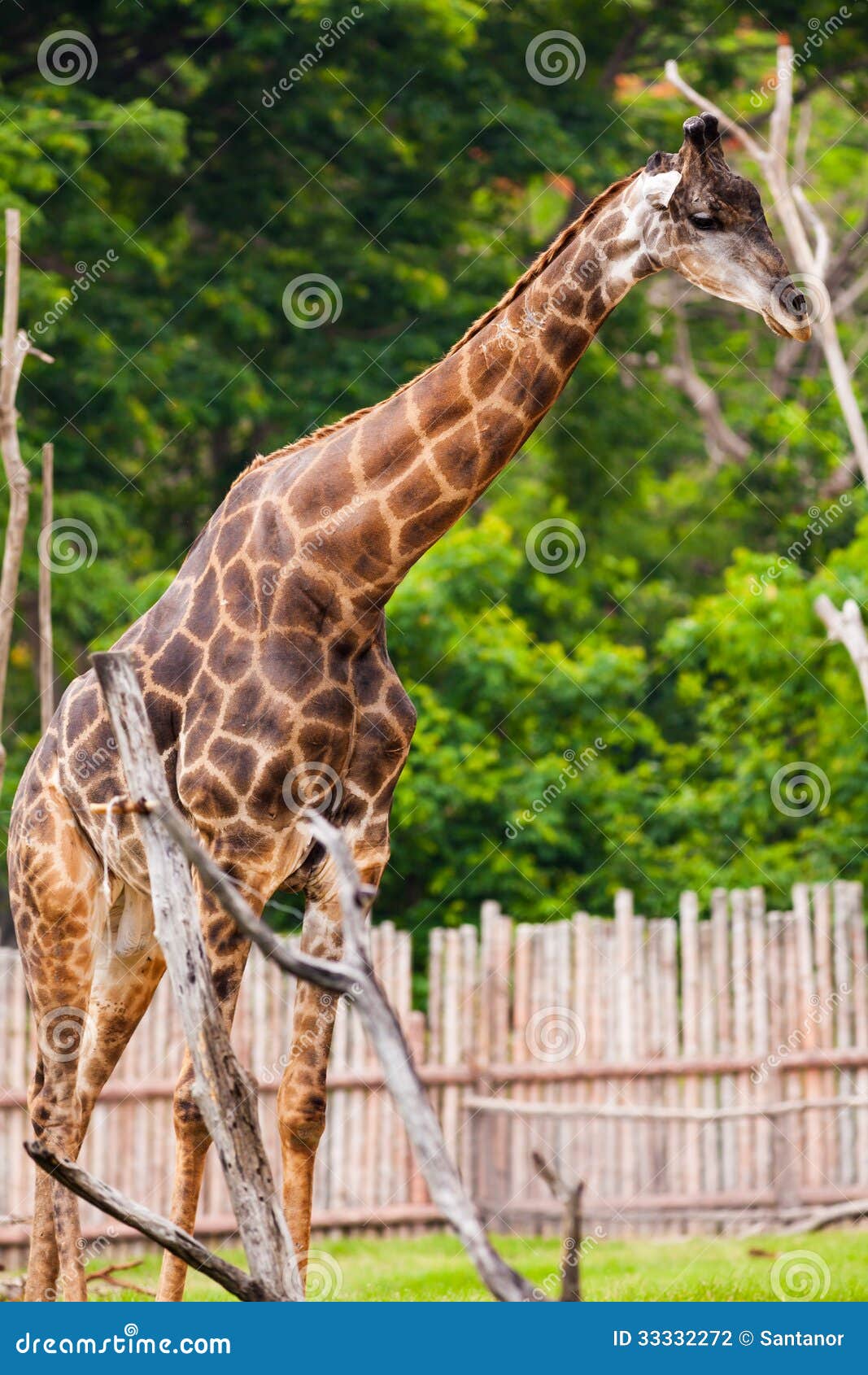 Giraffe standing stock photo. Image of africa, park, pattern - 33332272