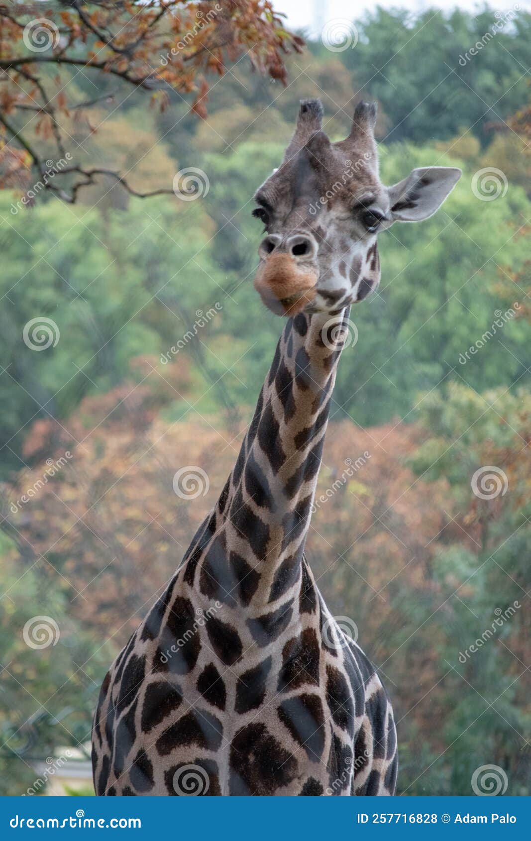 Giraffe Standing in a Zoo in Autumn Stock Photo - Image of giraffe ...