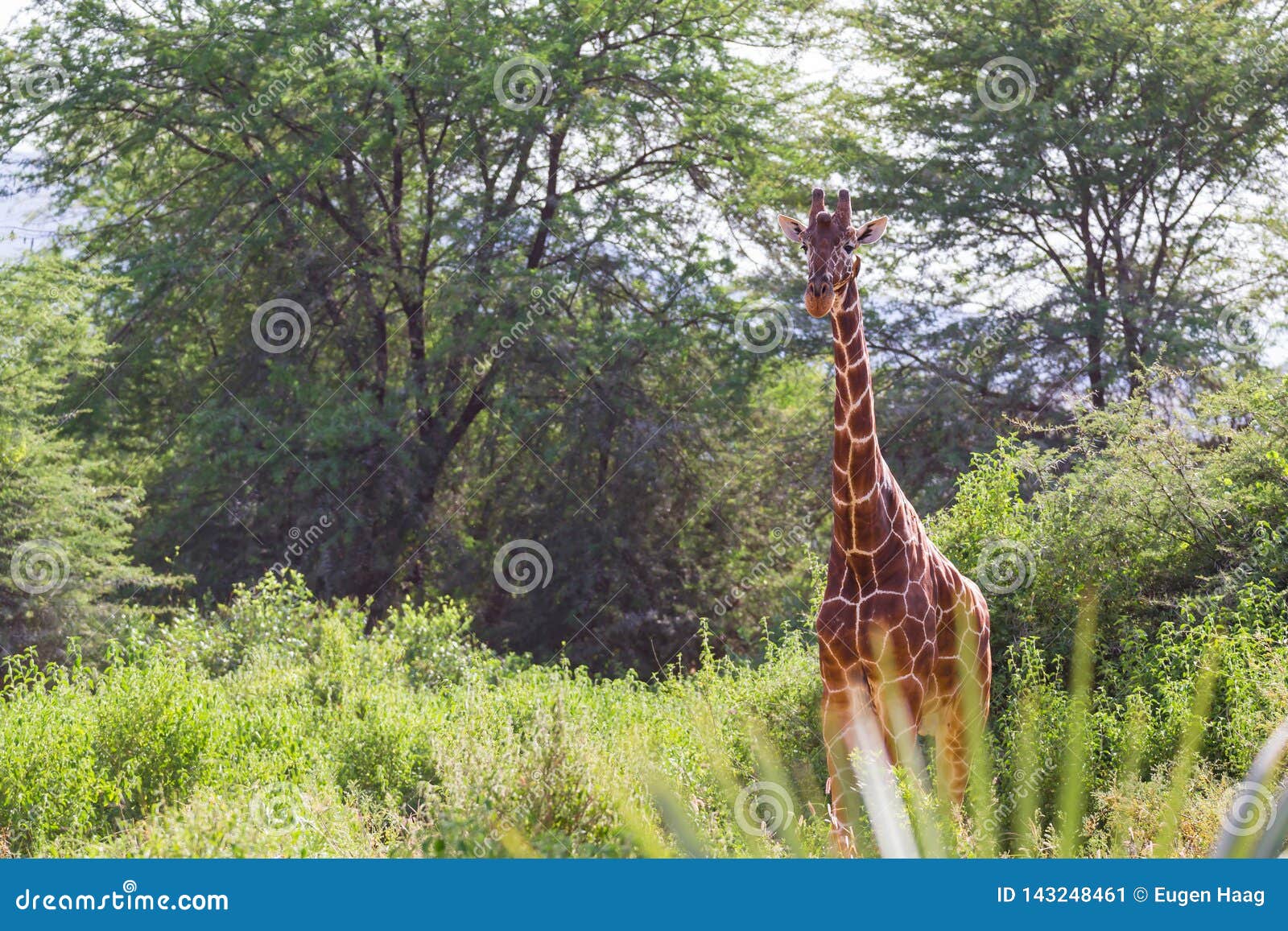 A Giraffe Stands between the Acacia Trees Stock Image - Image of ...