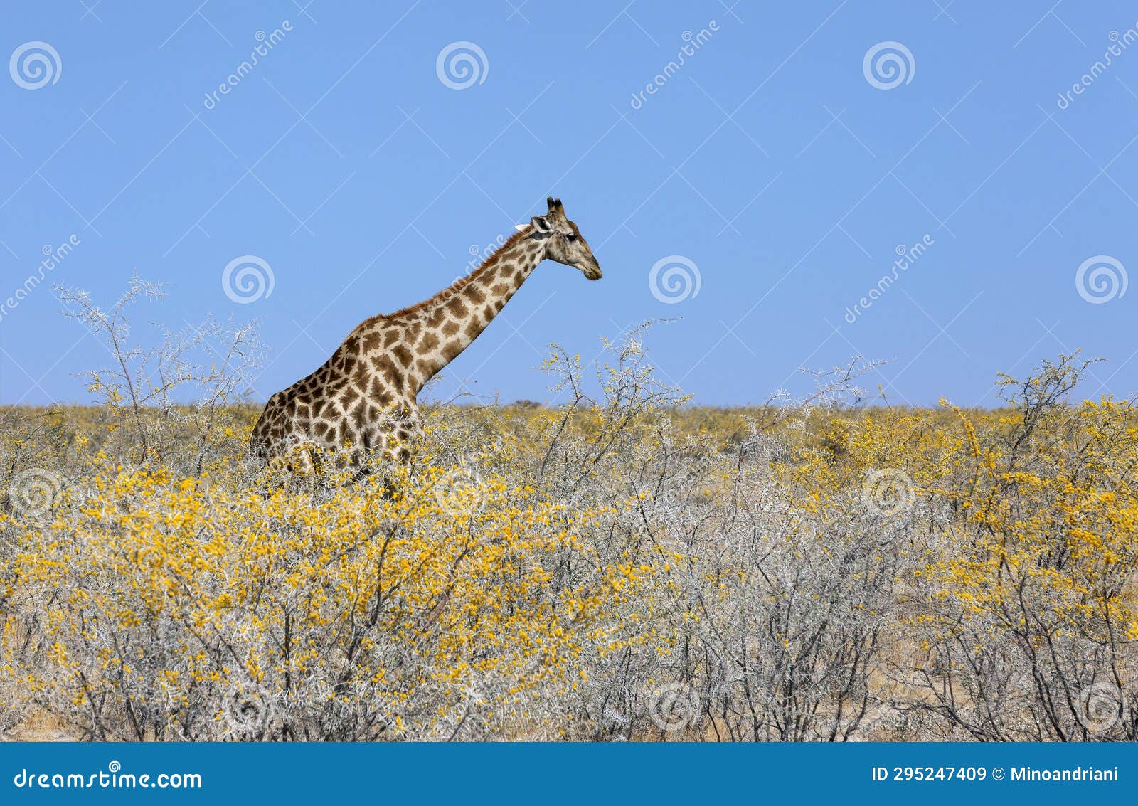 Giraffe Stands by Bushes in Sunshine Stock Image - Image of uganda ...