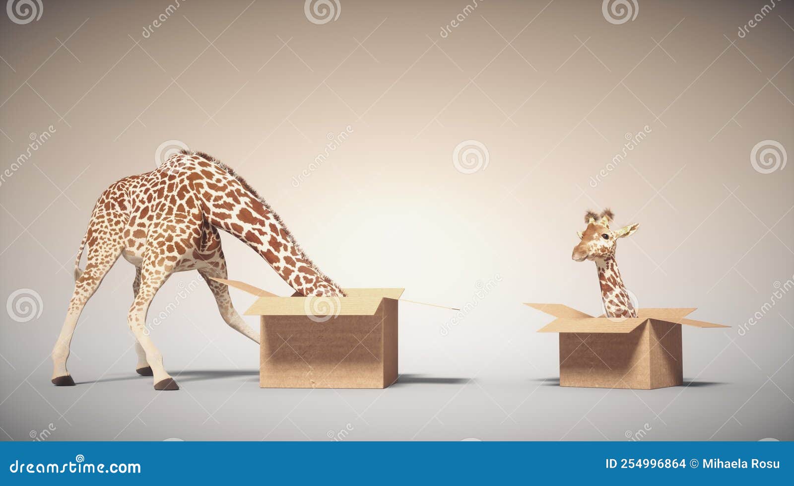 Giraffe Sticks Head into a Box and Comes Out of Another. Curiosity and ...