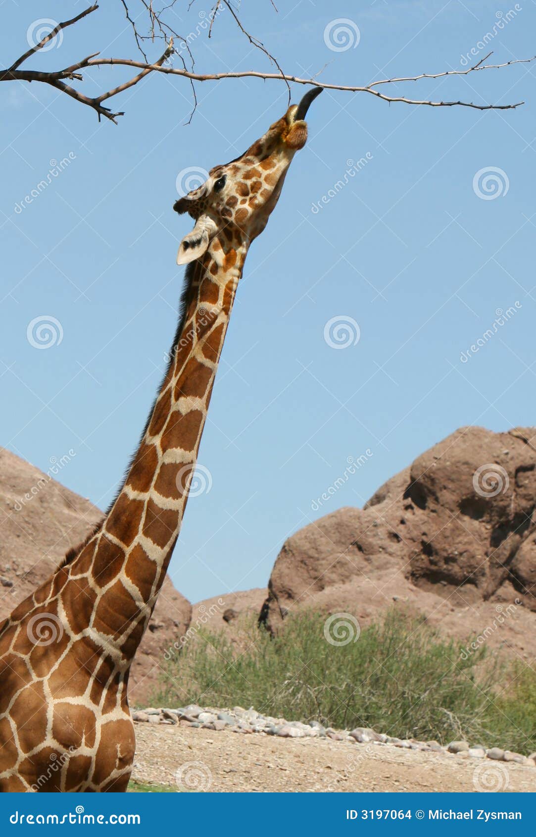 Giraffe Stretch stock photo. Image of spots, reach, wildlife - 3197064
