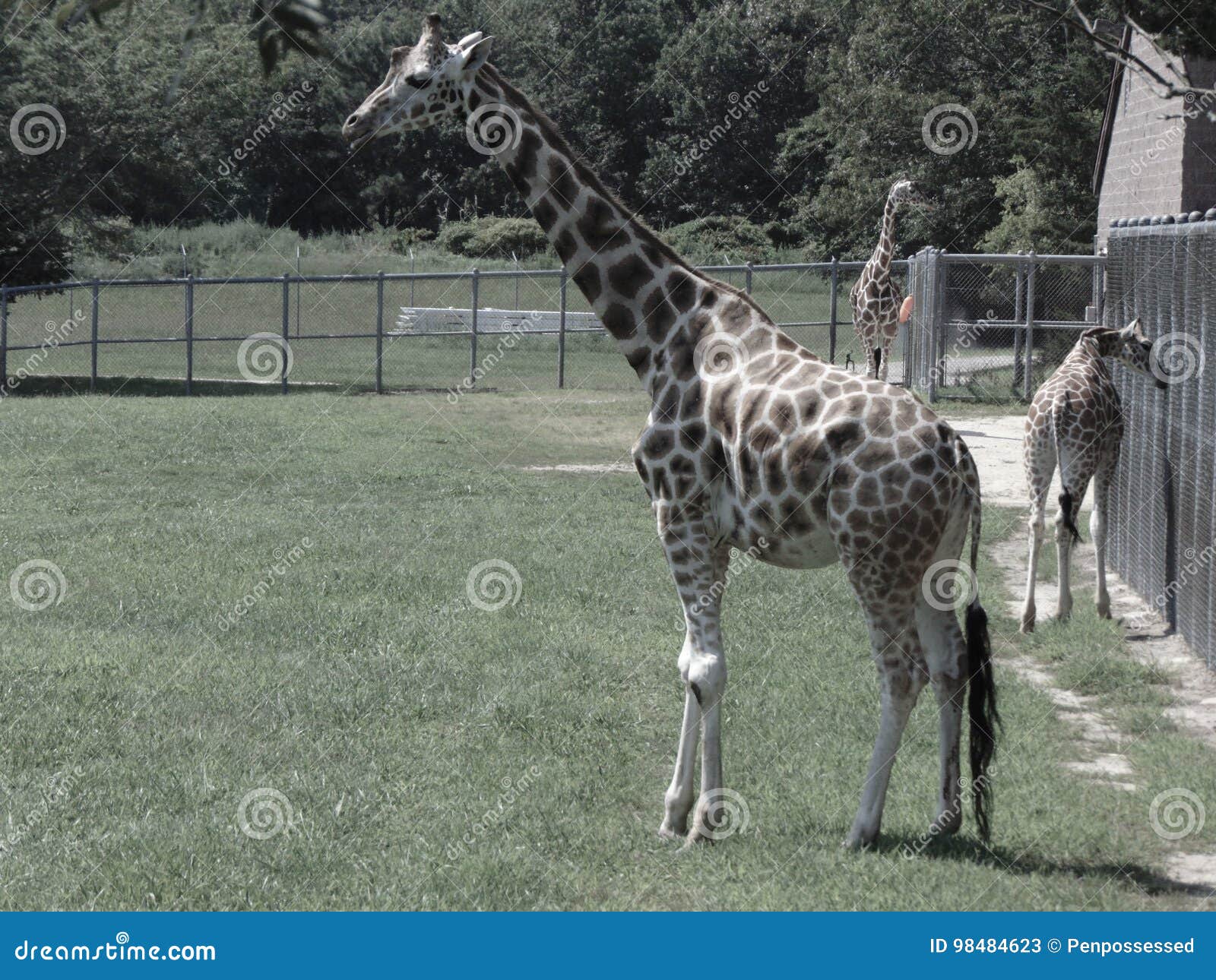 Giraffe stock image. Image of summer, wildlife, white - 98484623