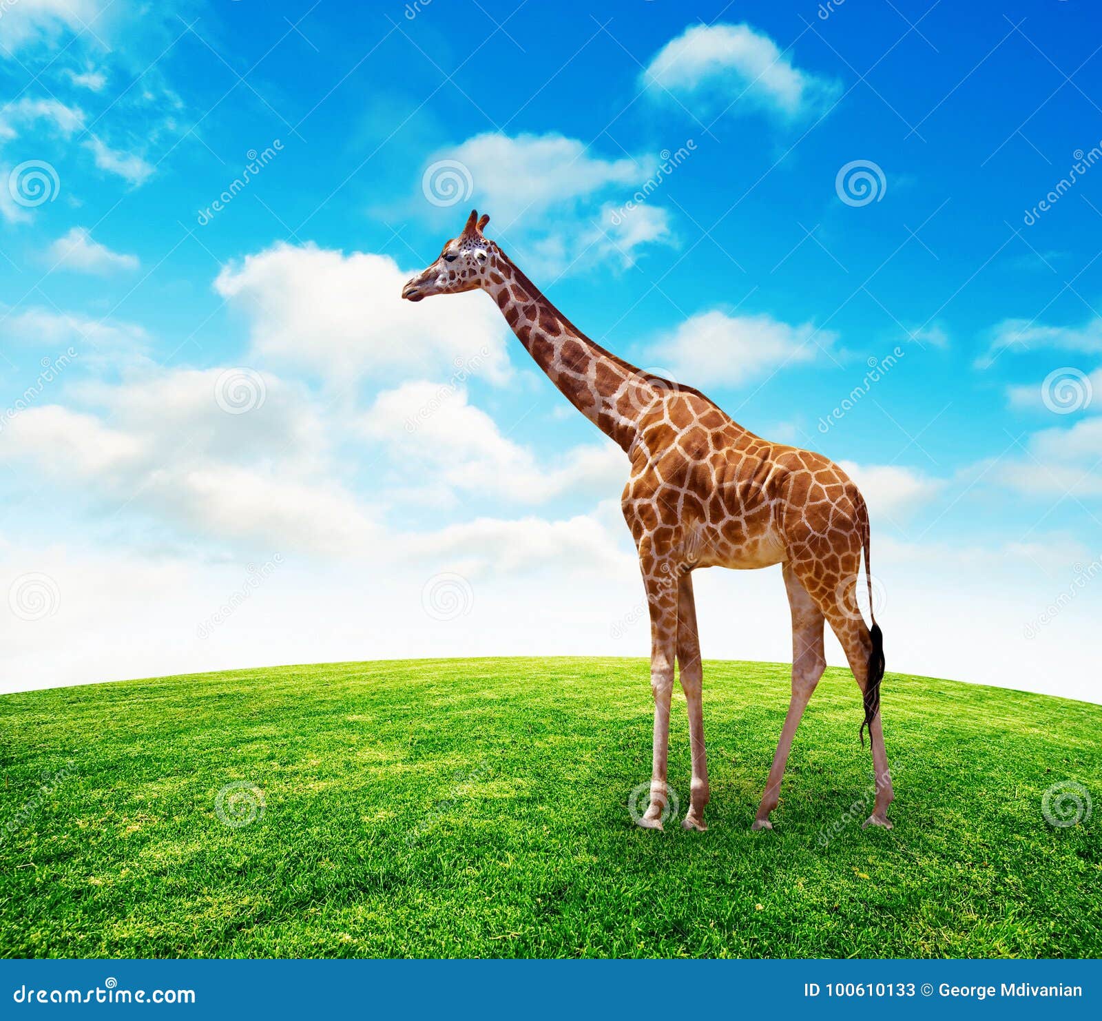 Giraffe on summer grass stock image. Image of balance - 100610133