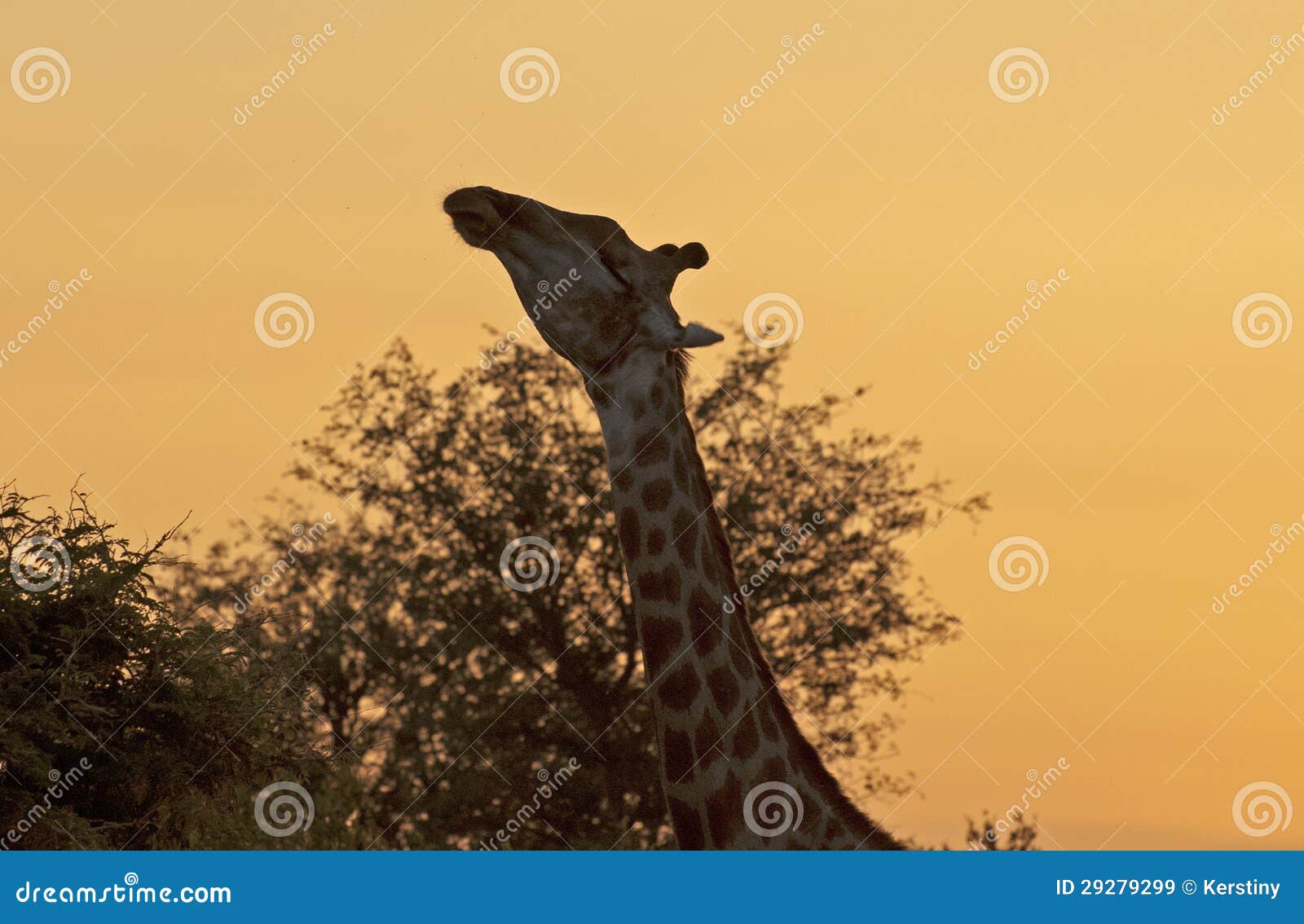 Giraffe at sunrise stock image. Image of savanna, atmospheric - 29279299