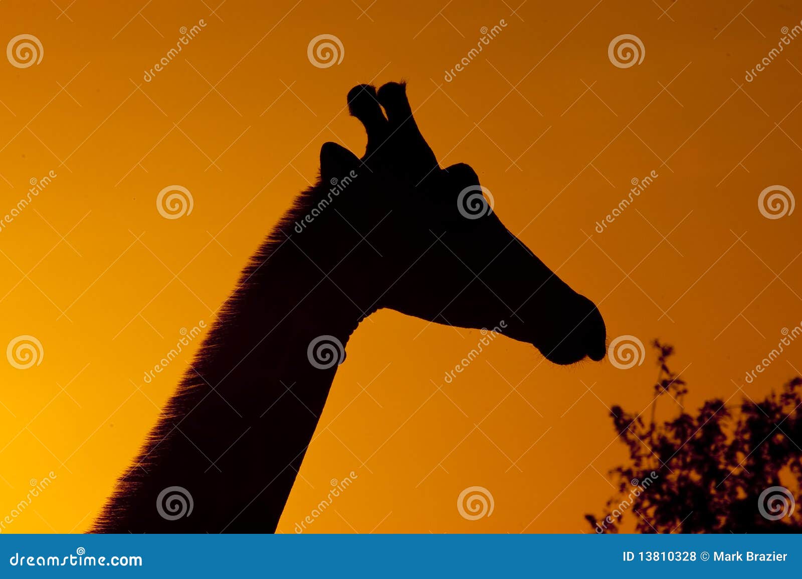 Giraffe sunset stock photo. Image of sunset, neck, dawn - 13810328