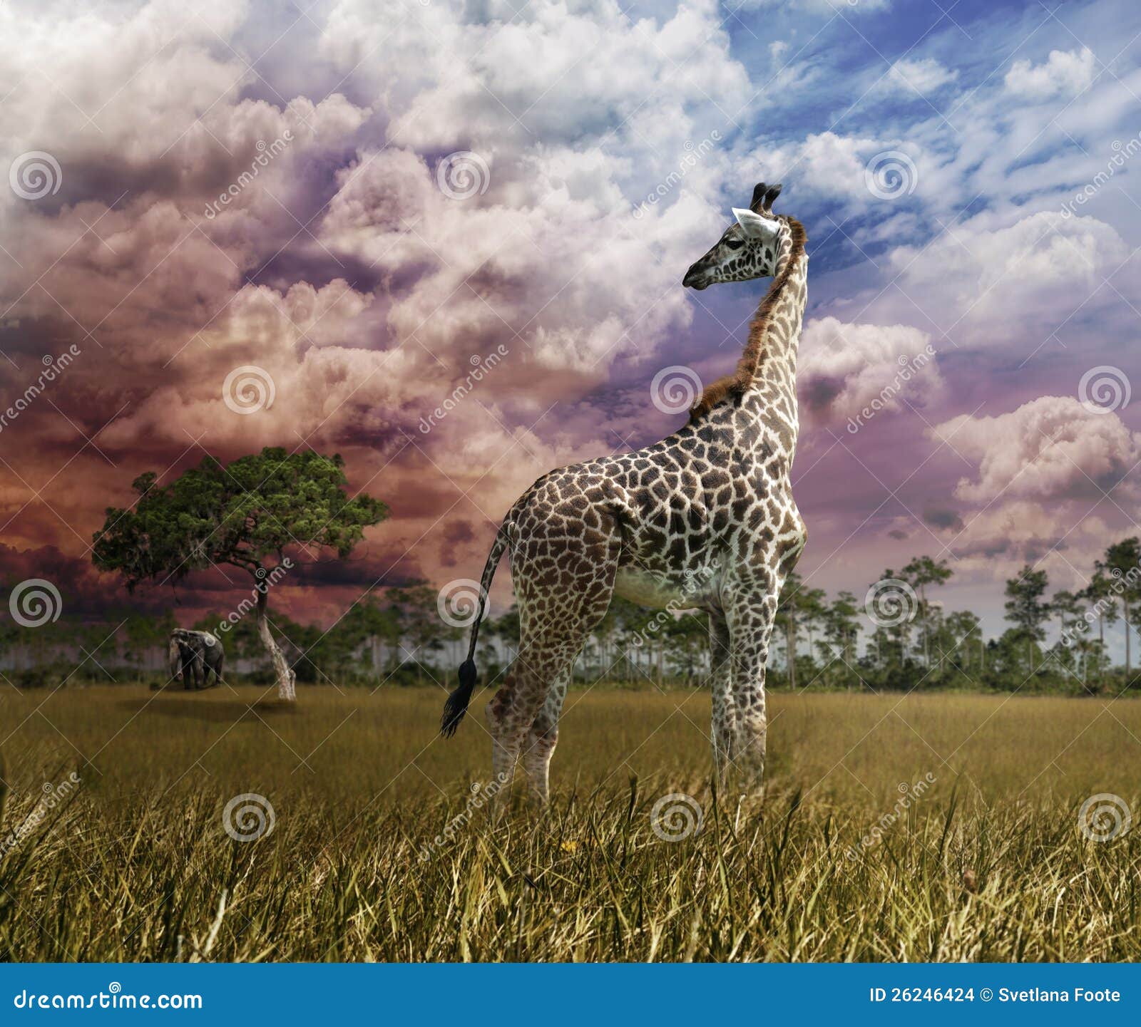 Giraffe at Sunset stock photo. Image of neck, wildlife - 26246424