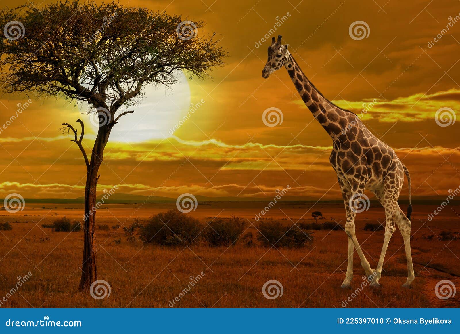 Giraffe Sunset Wallpaper