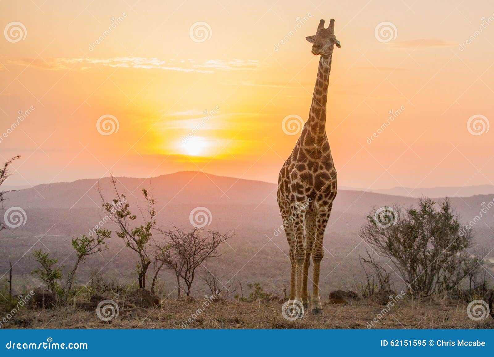 Giraffe Sunset stock image. Image of distance, sunset - 62151595