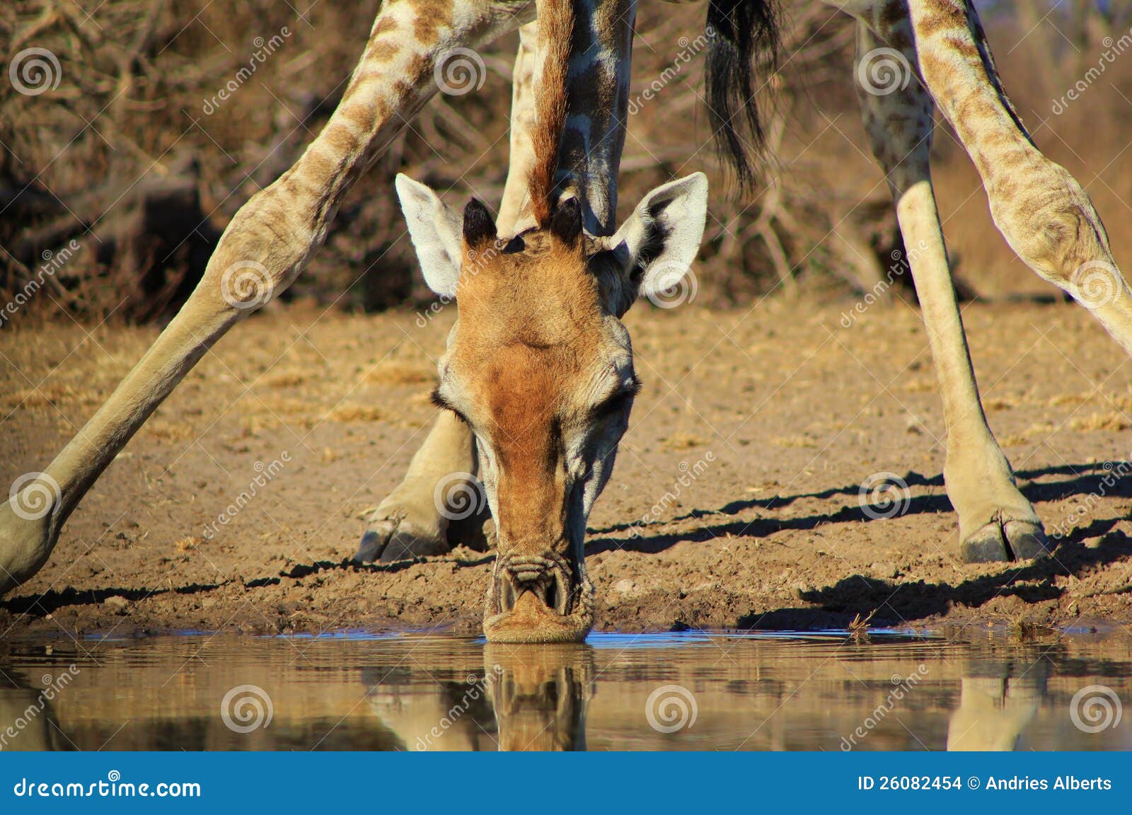 Giraffe Split Drinking Namibia Etosha Stock Image | CartoonDealer.com ...